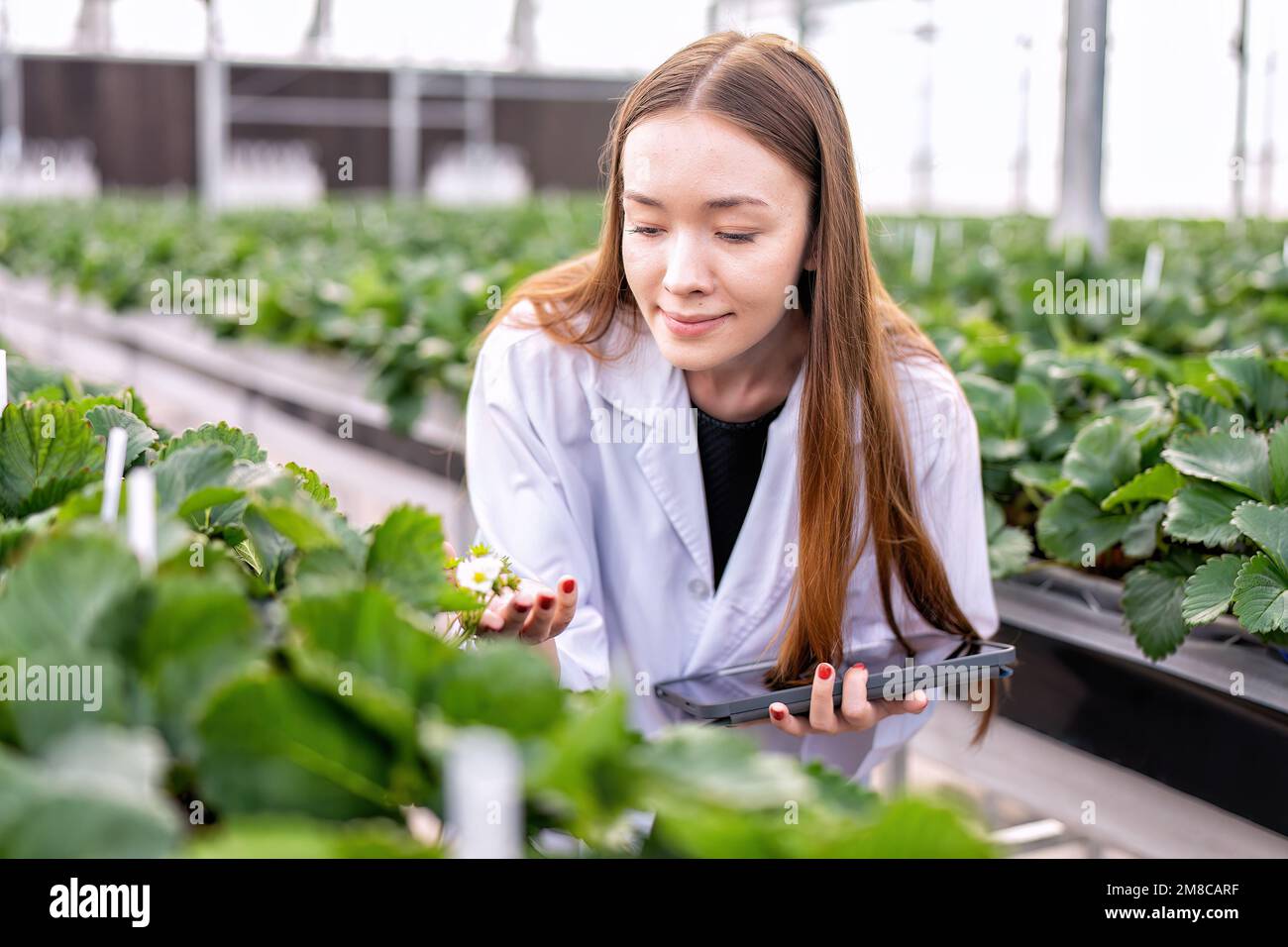 Fruit researcher in high tech greenhouse hydroponic farming monitor the ...