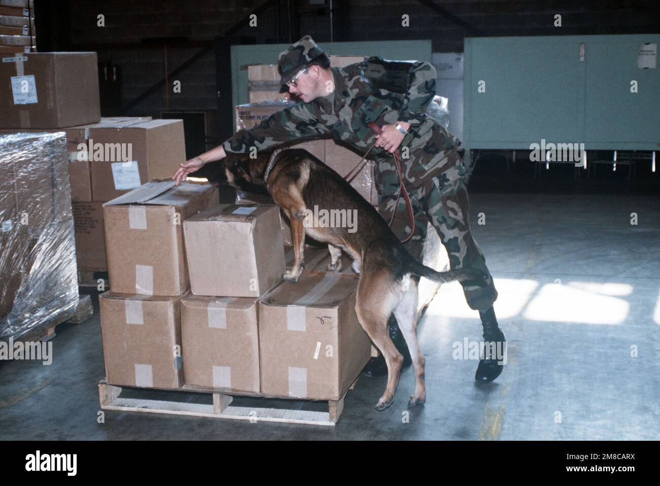 Arro, a highly trained military drug dog, sniffs boxes to detect the ...