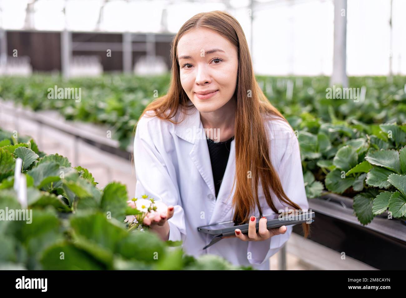 Fruit researcher in high tech greenhouse hydroponic farming monitor the ...