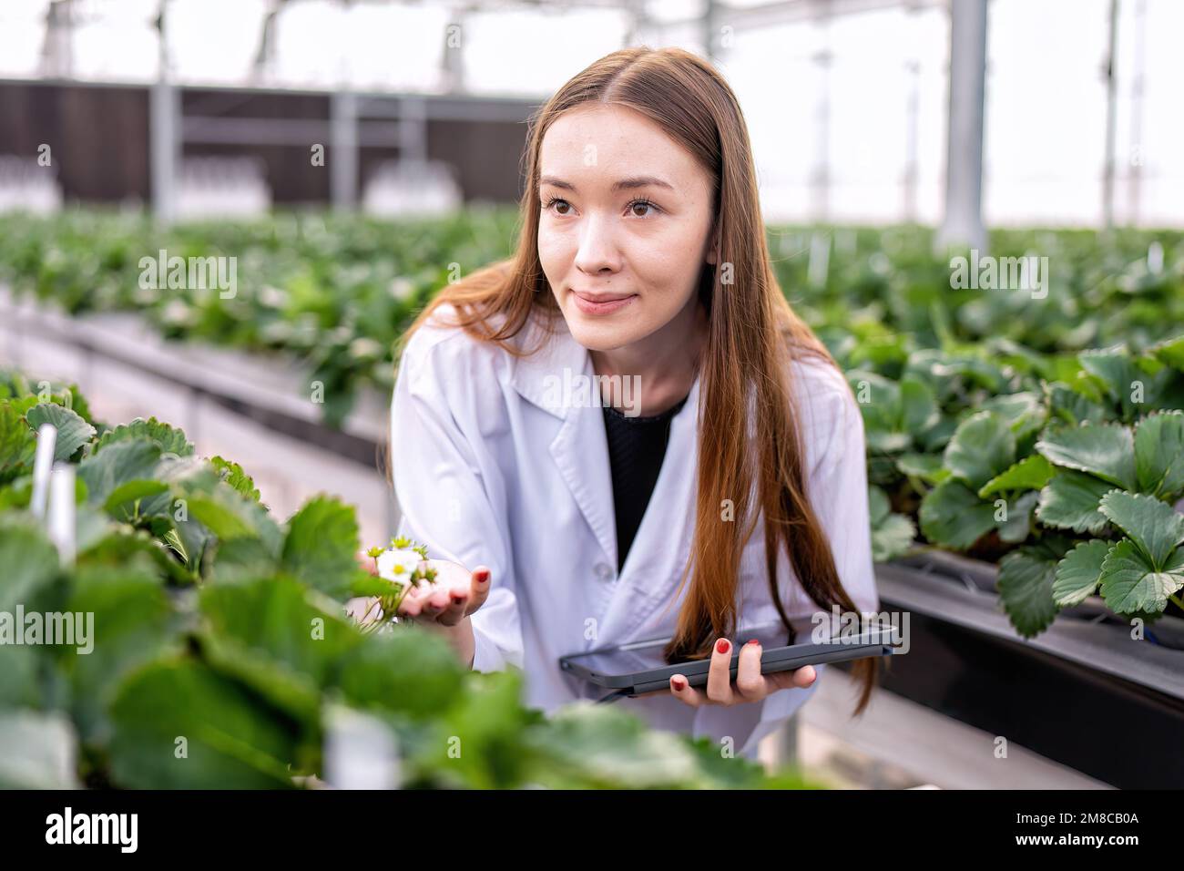 Fruit researcher in high tech greenhouse hydroponic farming monitor the ...
