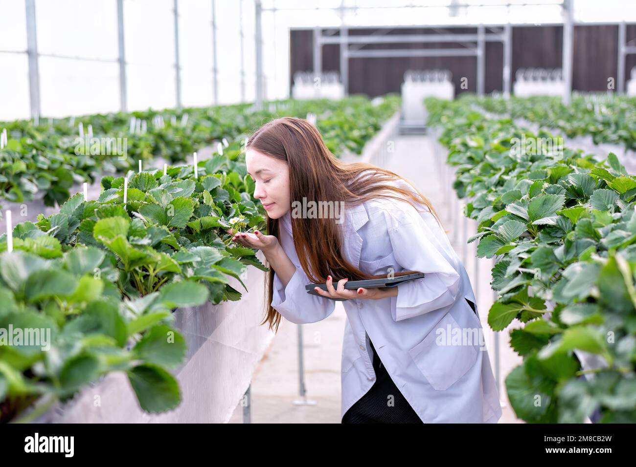 Fruit researcher in high tech greenhouse hydroponic farming monitor the ...