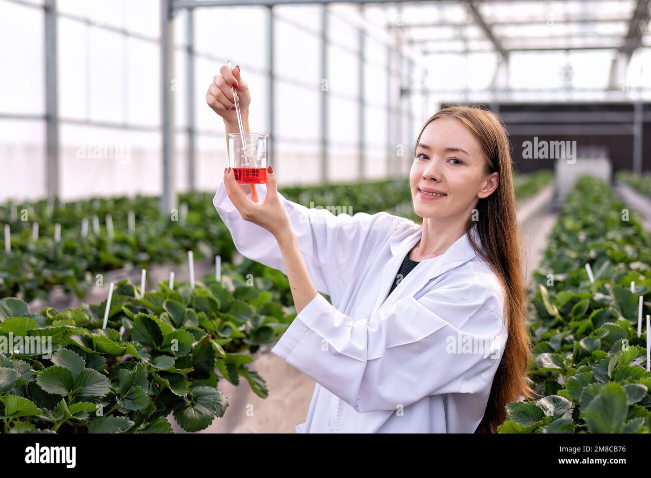 Fruit researcher in greenhouse hydroponic farming test natural liquid ...