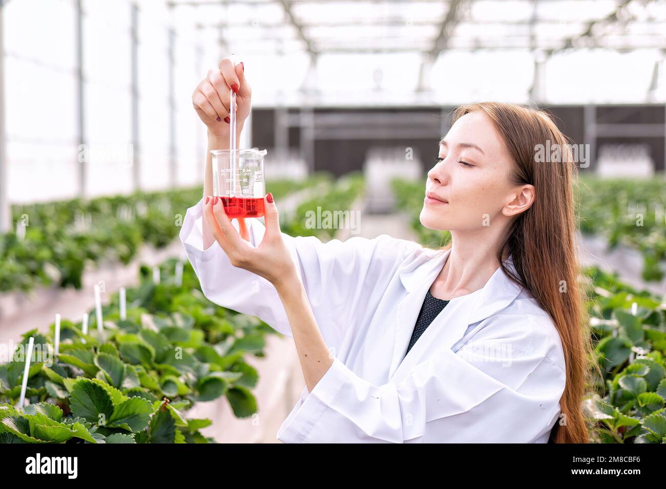 Fruit researcher in greenhouse hydroponic farming test natural liquid ...
