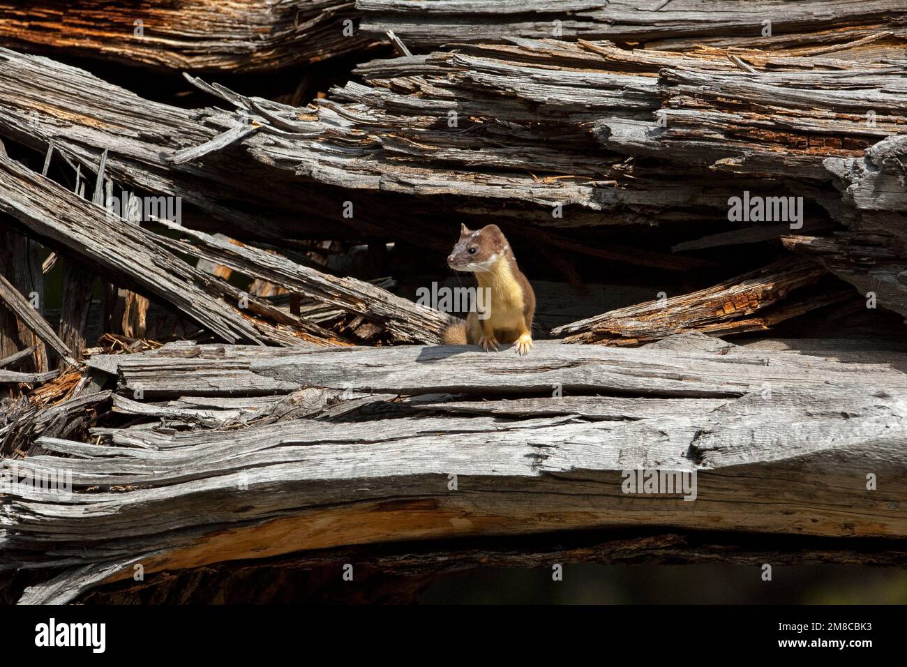 Long tailed weasel weasel hi-res stock photography and images - Alamy