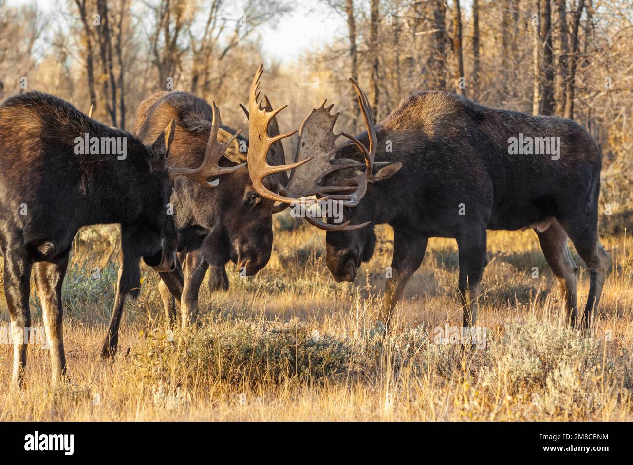Bull Moose (Alces alces) sparring during the rut. Grand Teton National ...