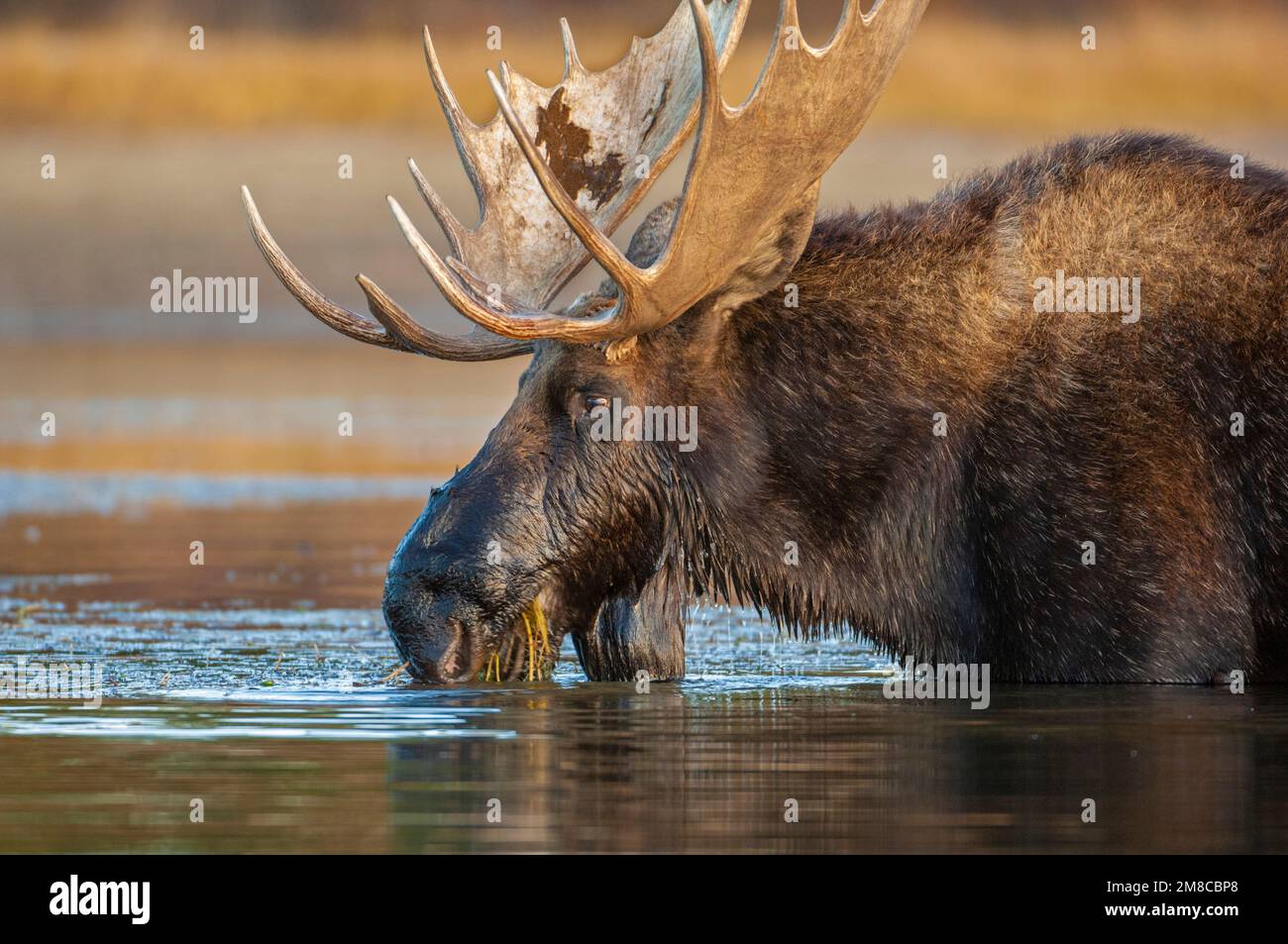 Bull moose feeding aquatic plants hi-res stock photography and images ...