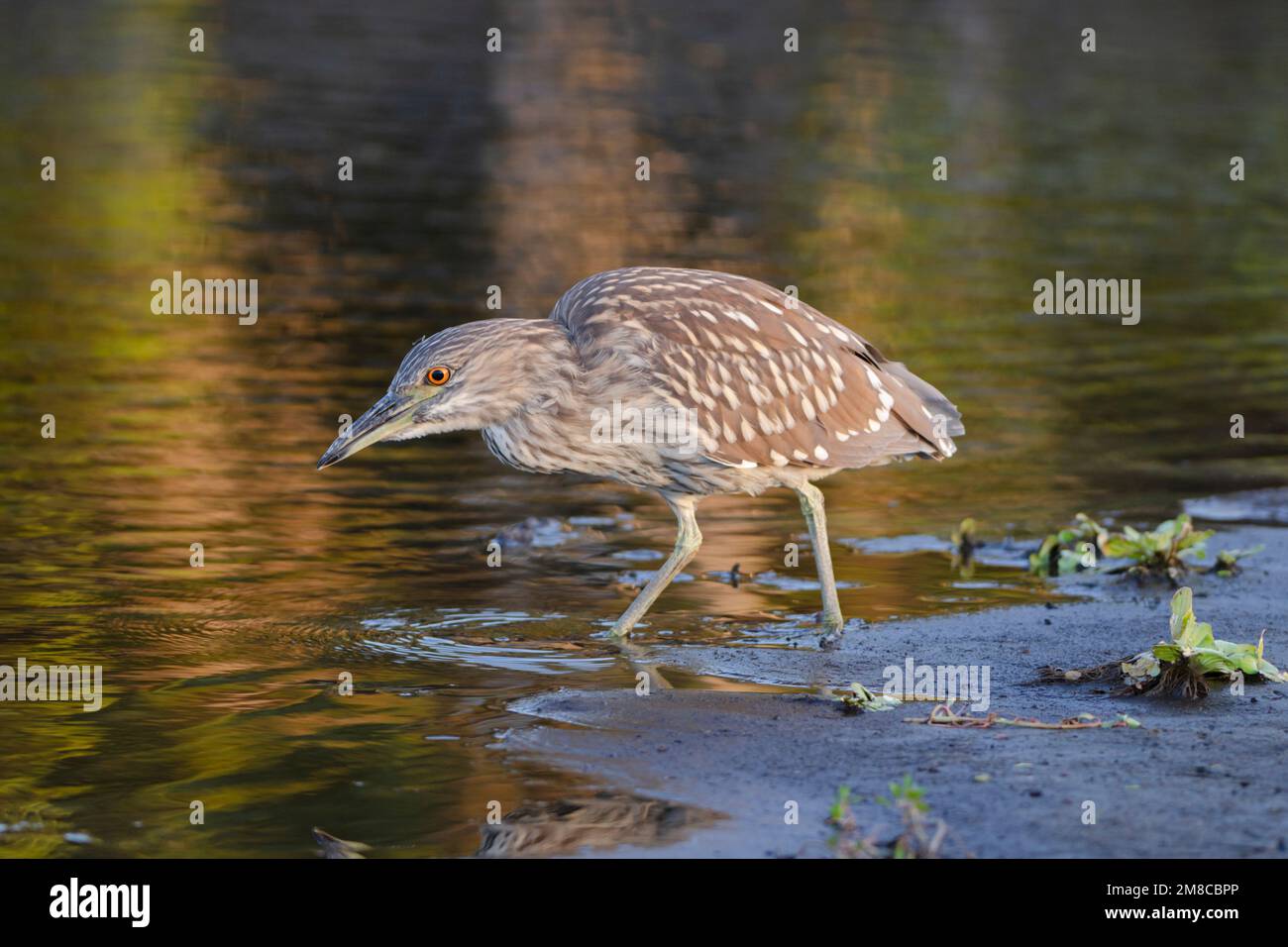 Black-crowned Night Heron (Nycticorax nycticorax). Juvenile. Myakka ...