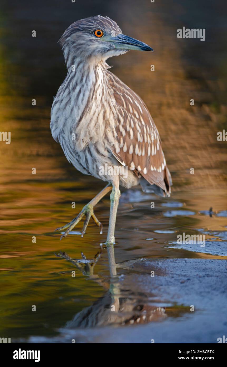 Black-crowned Night Heron (Nycticorax nycticorax). Juvenile. Myakka ...
