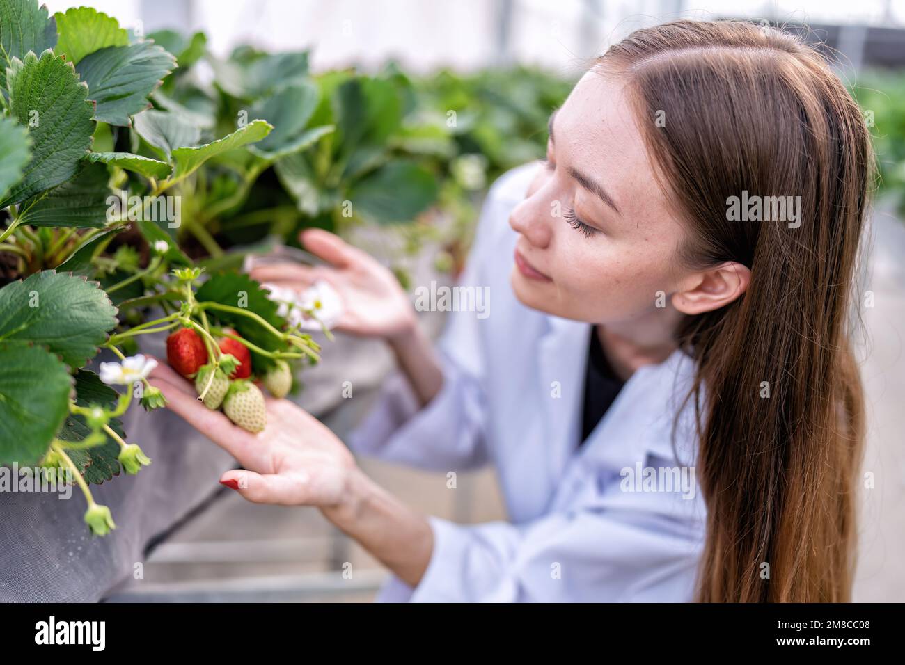 Fruit researcher in high tech greenhouse hydroponic farming monitor the ...