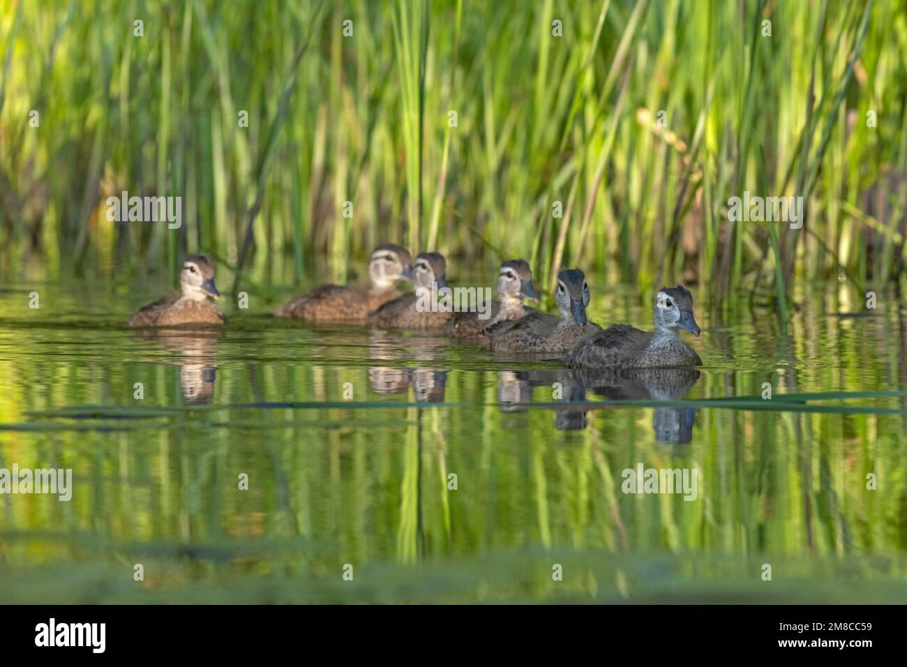 Wood Duck (Aix sponsa). Babies. Spring in Acadia National Park, Maine ...