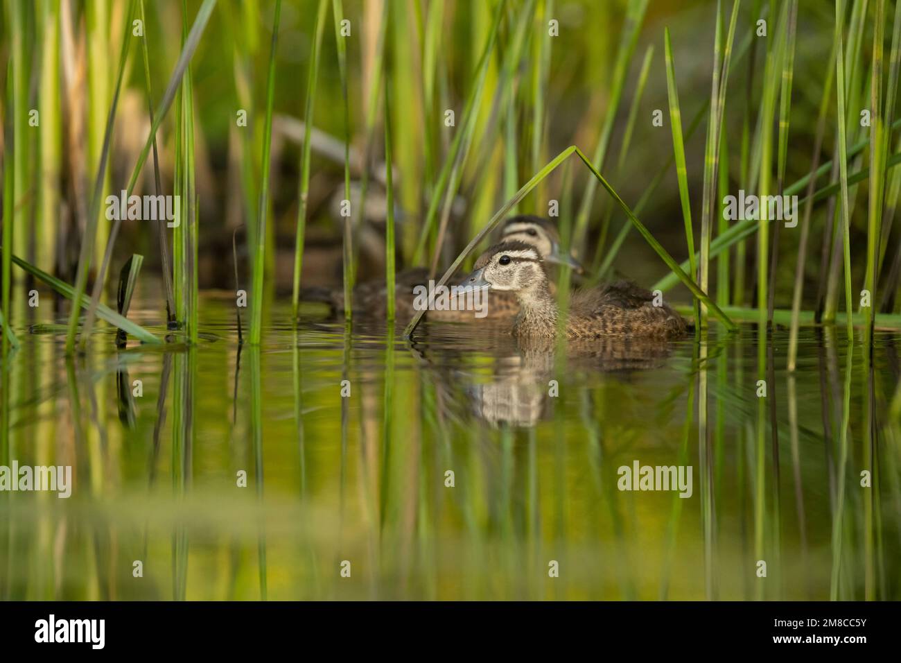 Wood Duck (Aix sponsa). Babies. Spring in Acadia National Park, Maine ...
