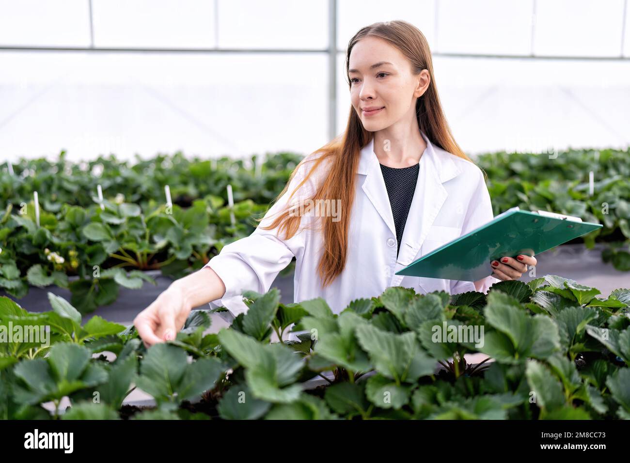 Fruit researcher in high tech greenhouse hydroponic farming monitor the ...