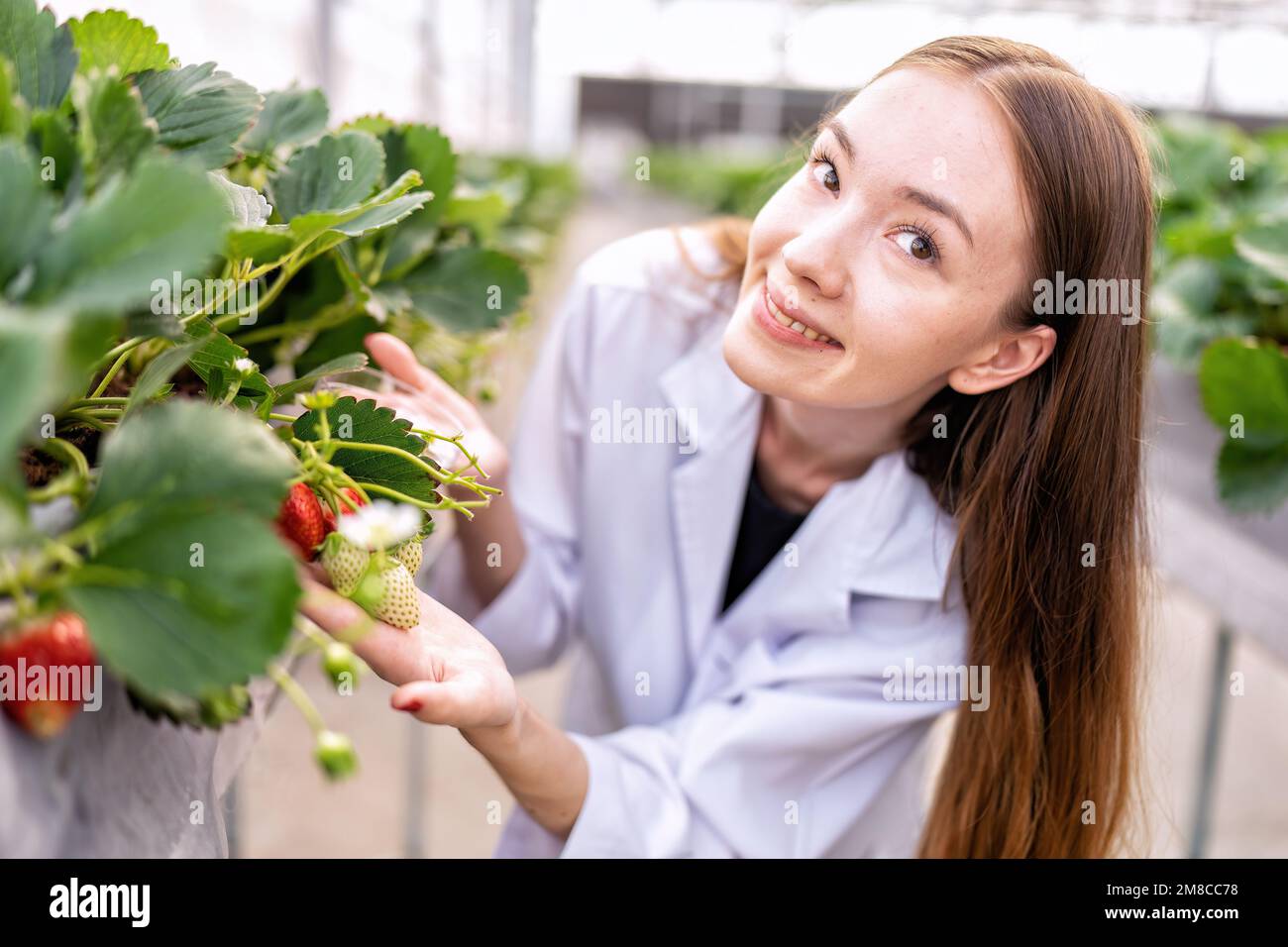 Fruit researcher in high tech greenhouse hydroponic farming monitor the ...