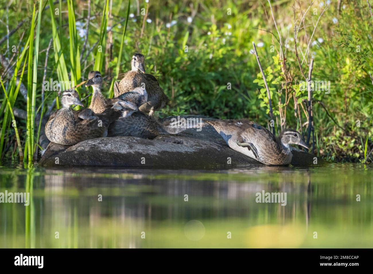 Wood Duck (Aix sponsa). Babies. Spring in Acadia National Park, Maine ...
