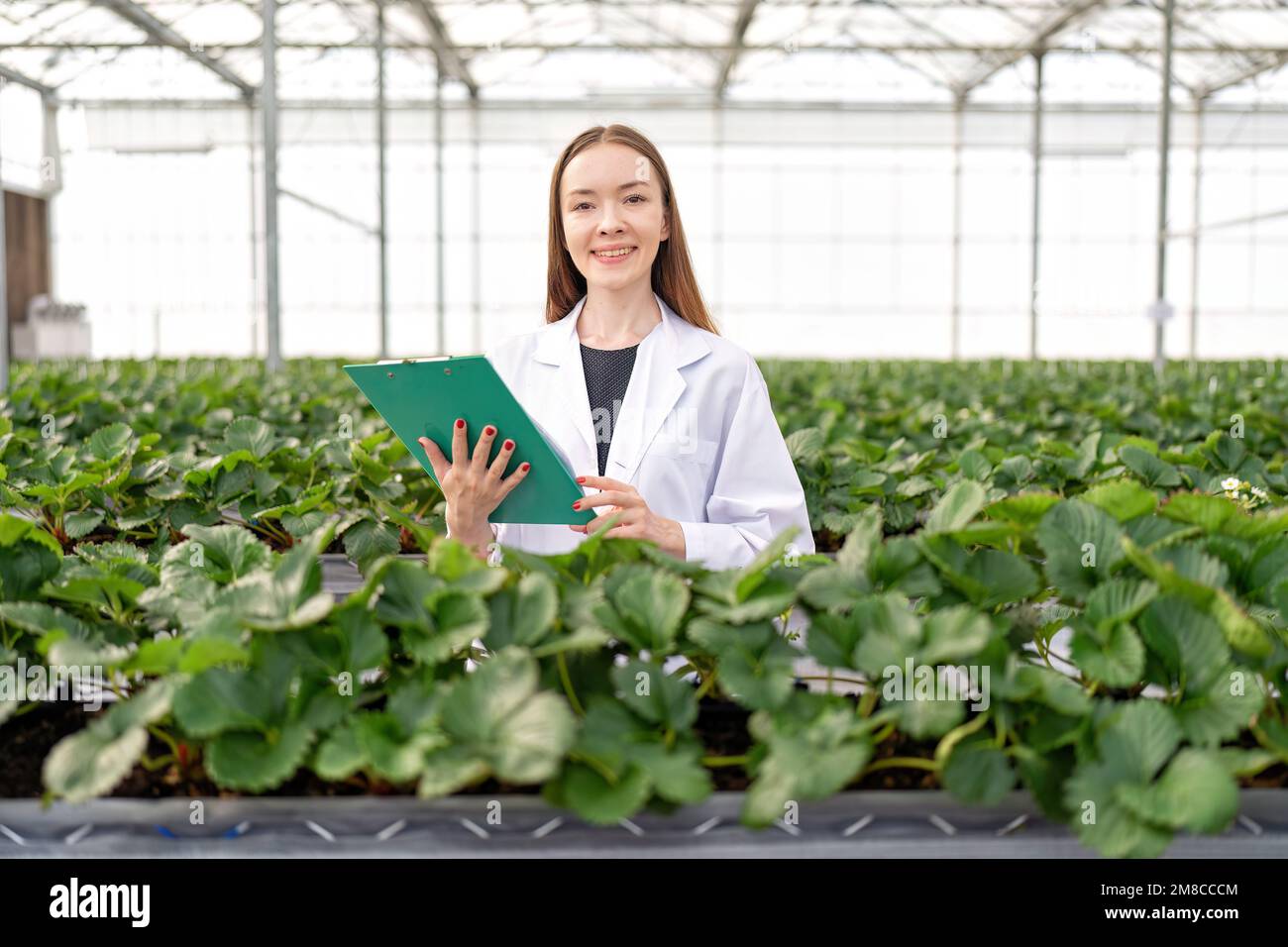 Fruit researcher in high tech greenhouse hydroponic farming monitor the ...