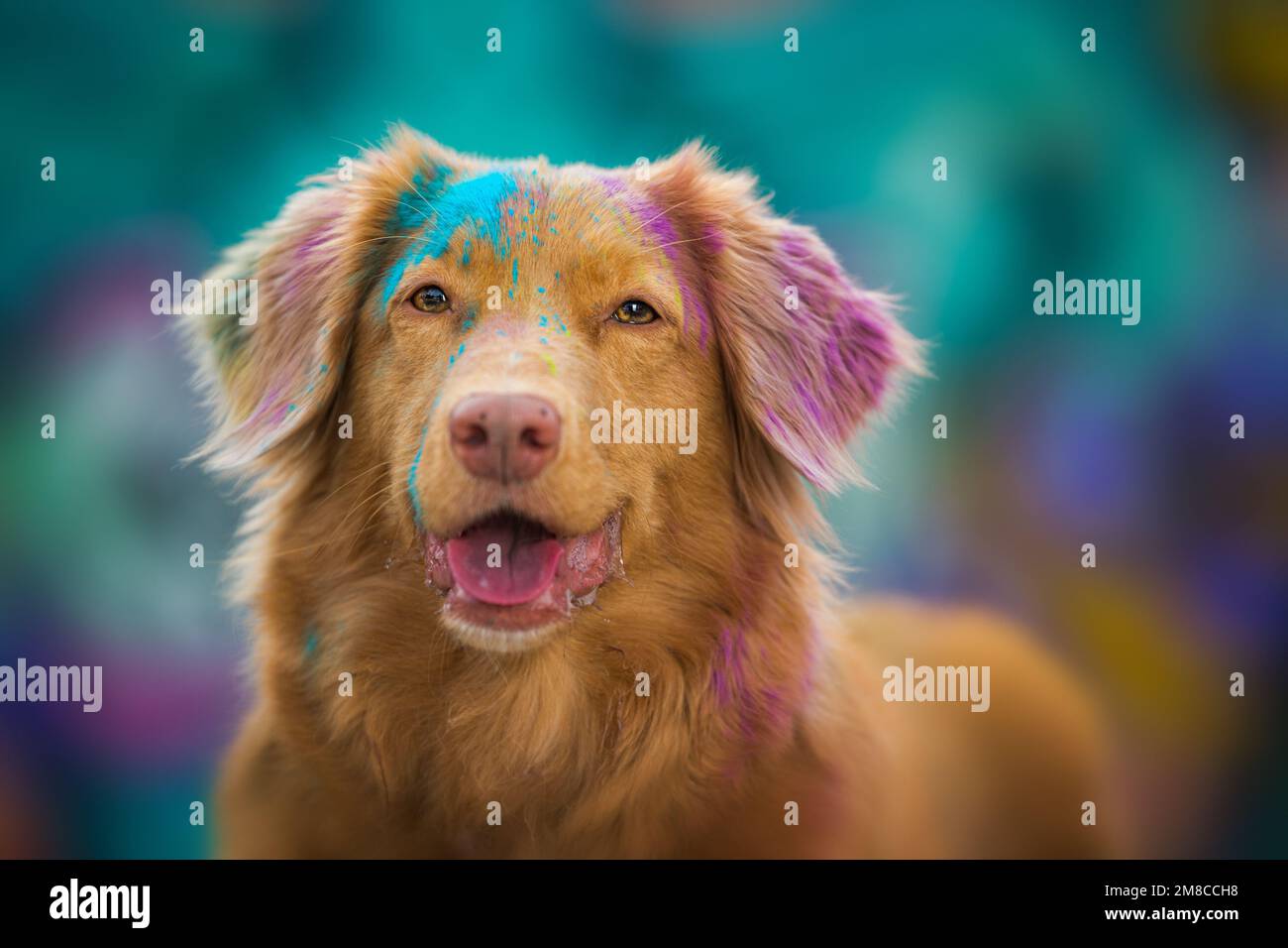 Adult duck tolling retriever hi-res stock photography and images - Alamy