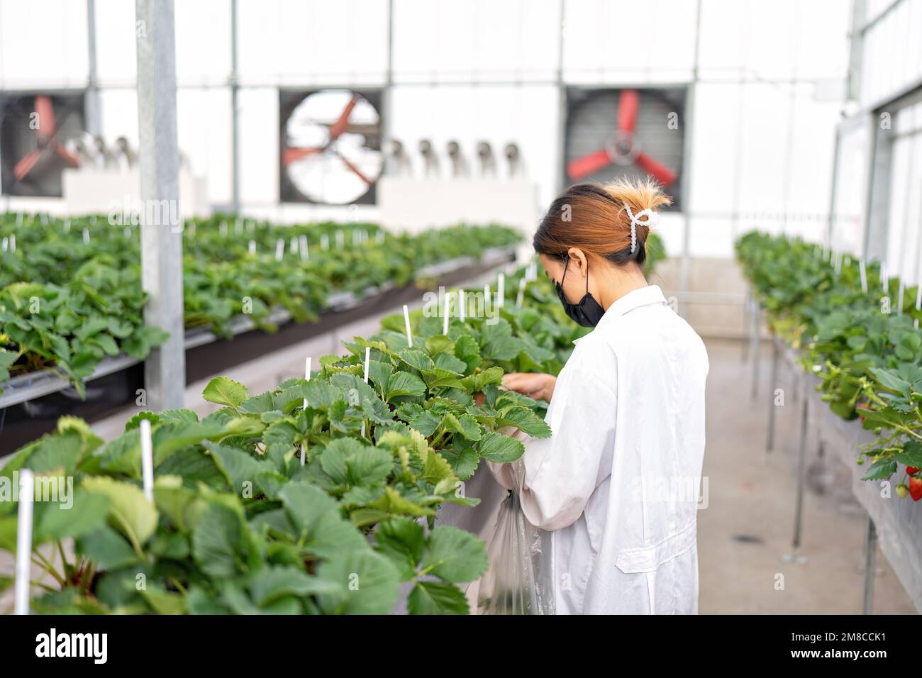 Fruit researcher in high tech greenhouse hydroponic farming monitor the ...