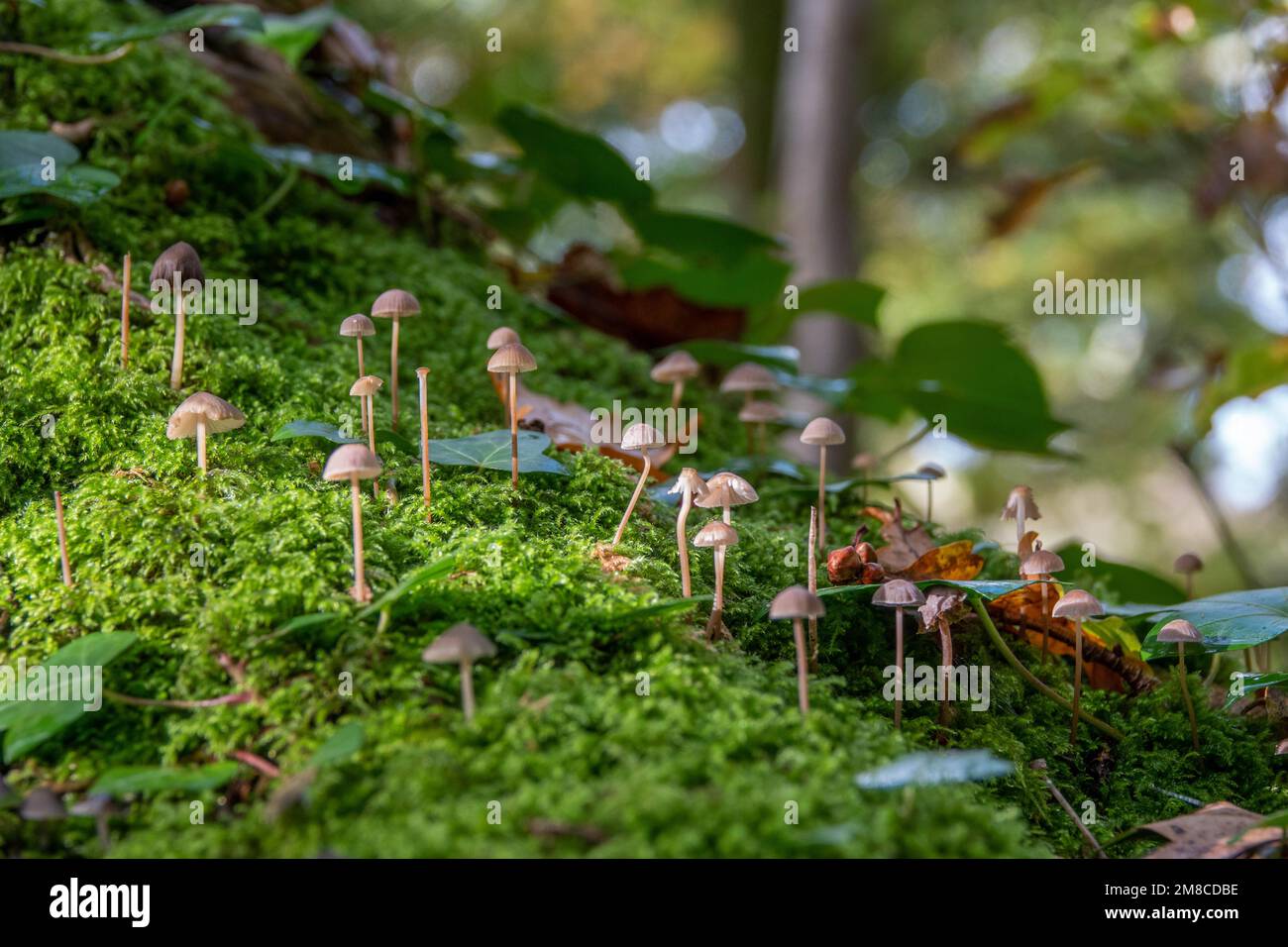 bleeding bonnet mushrooms growing on bright green moss Stock Photo - Alamy
