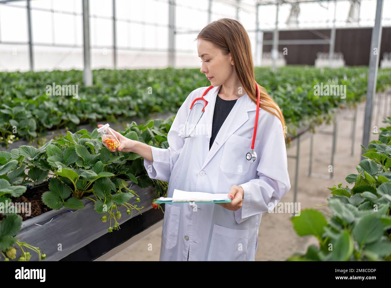 Doctor nutritionist in greenhouse farming proudly showing bottle of ...