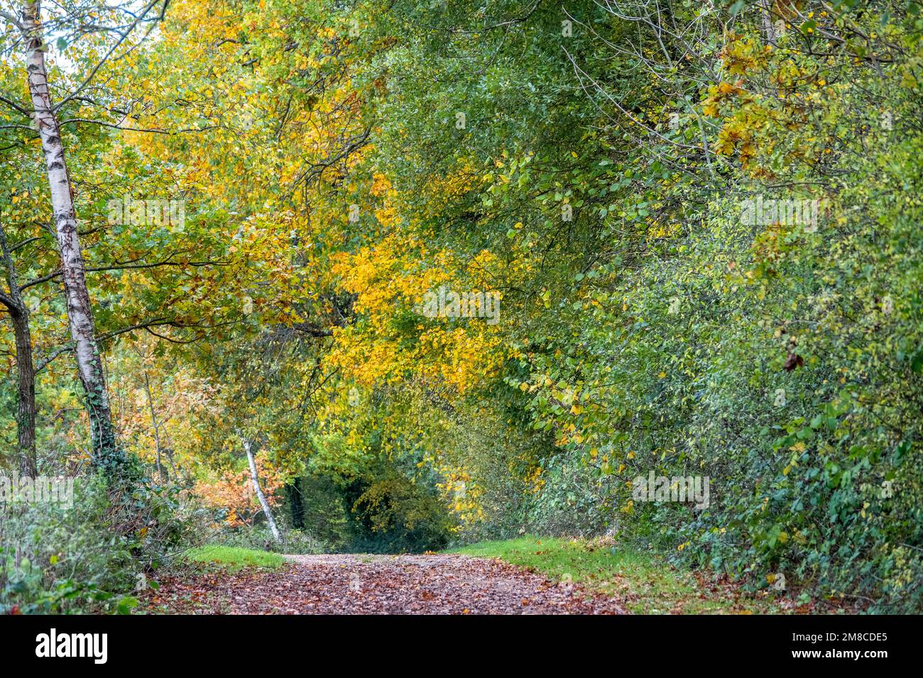 Footpath through beautiful english hi-res stock photography and images ...