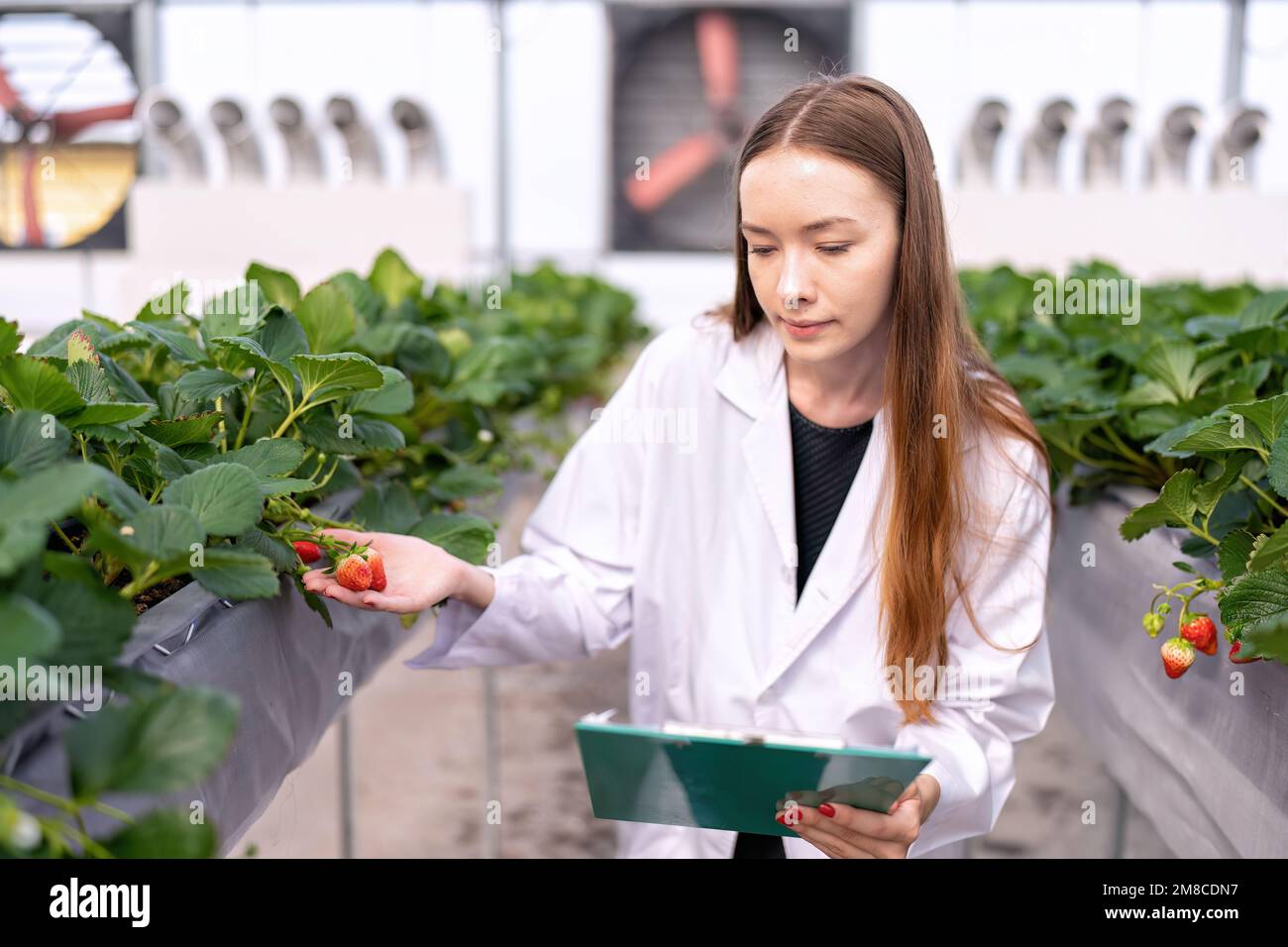 Fruit researcher in high tech greenhouse hydroponic farming monitor the ...