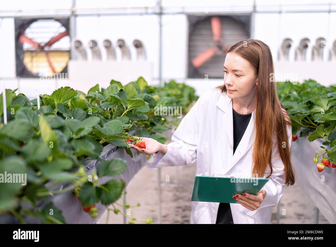 Fruit researcher in high tech greenhouse hydroponic farming monitor the ...