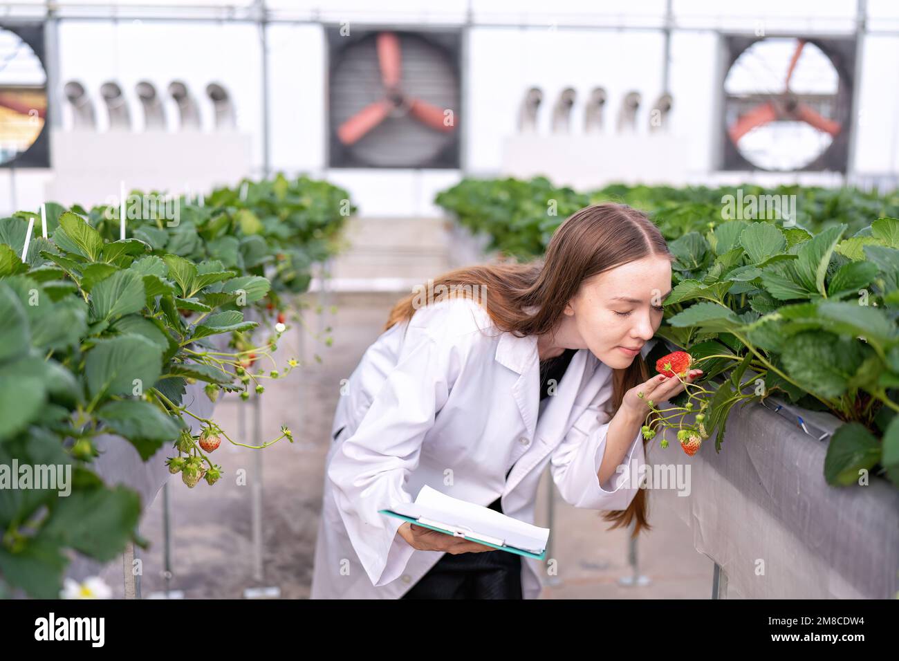Fruit researcher in high tech greenhouse hydroponic farming monitor the ...