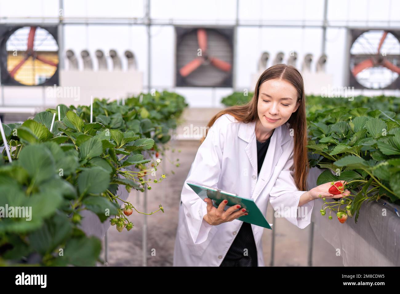 Fruit researcher in high tech greenhouse hydroponic farming monitor the ...