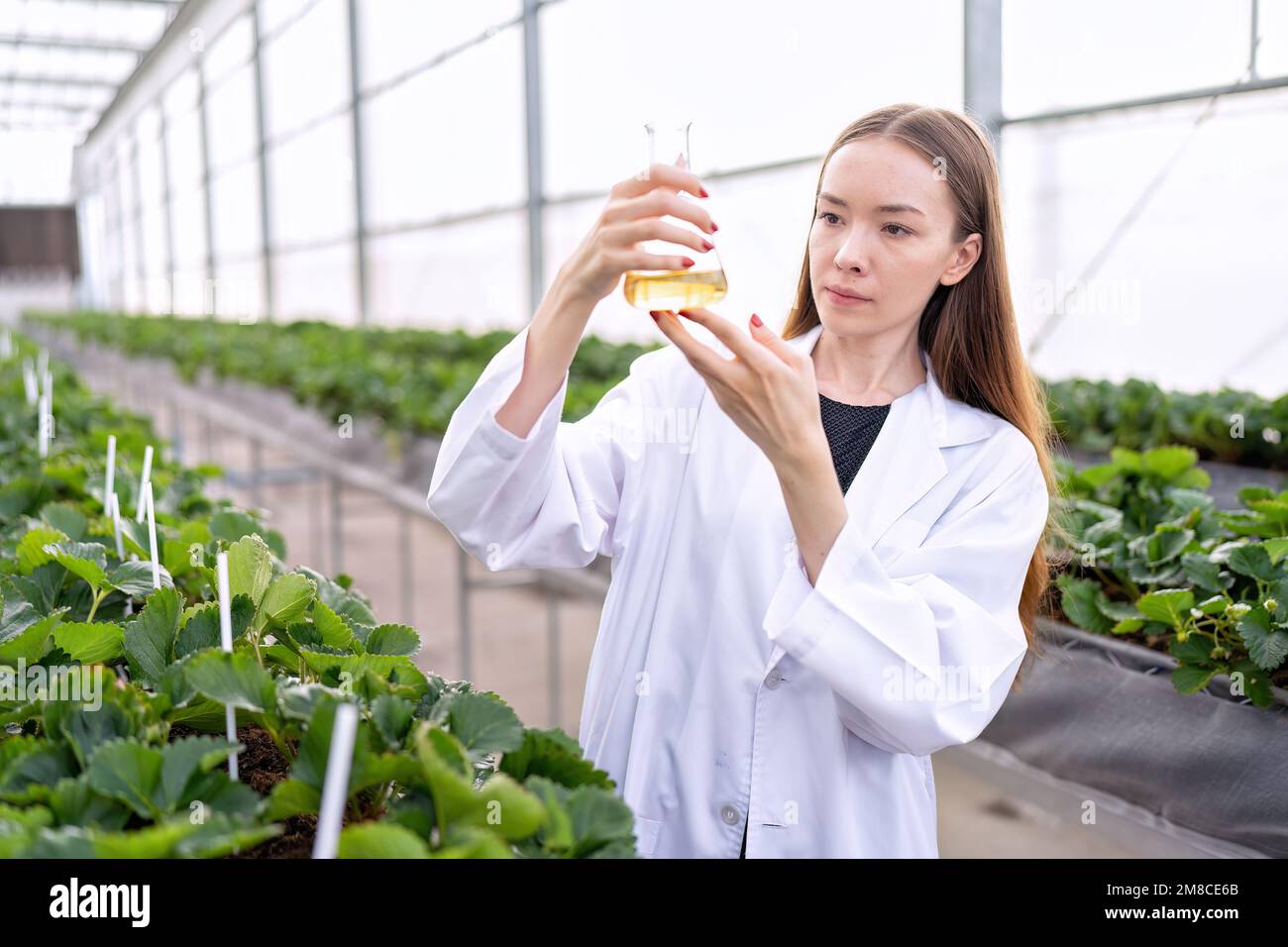 Fruit researcher in greenhouse hydroponic farming test natural liquid ...