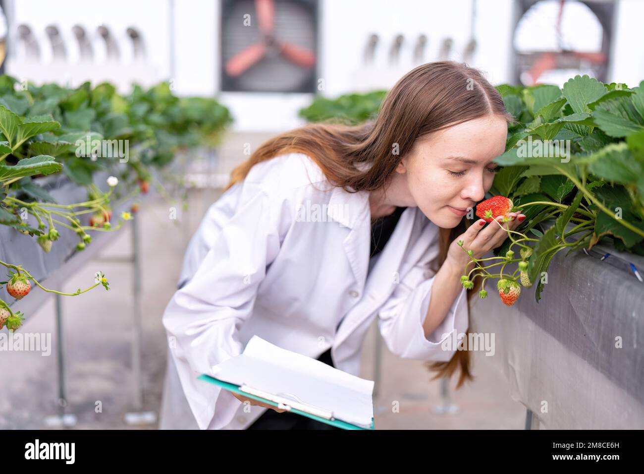 Fruit researcher in high tech greenhouse hydroponic farming monitor the ...