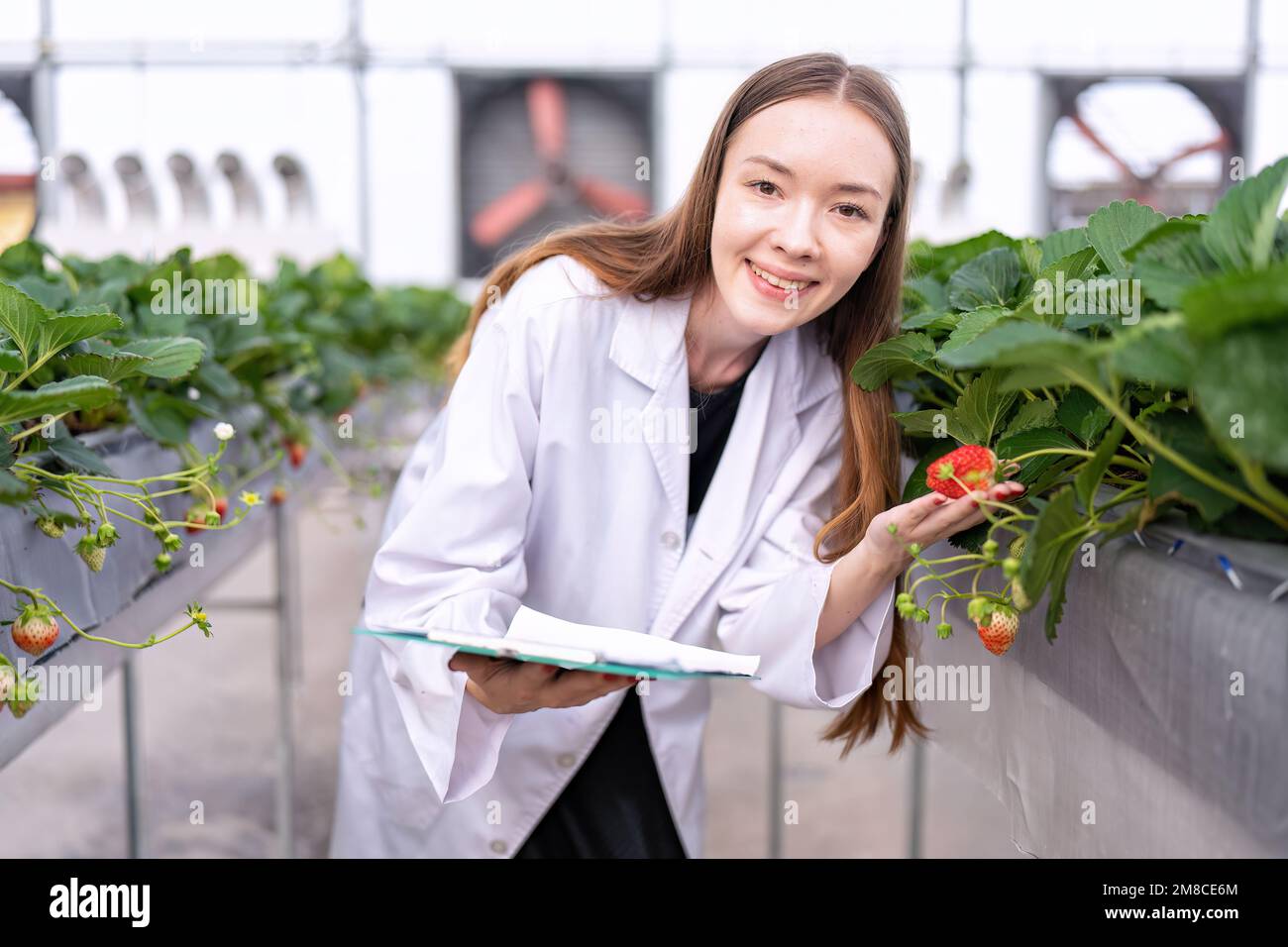 Fruit researcher in high tech greenhouse hydroponic farming monitor the ...