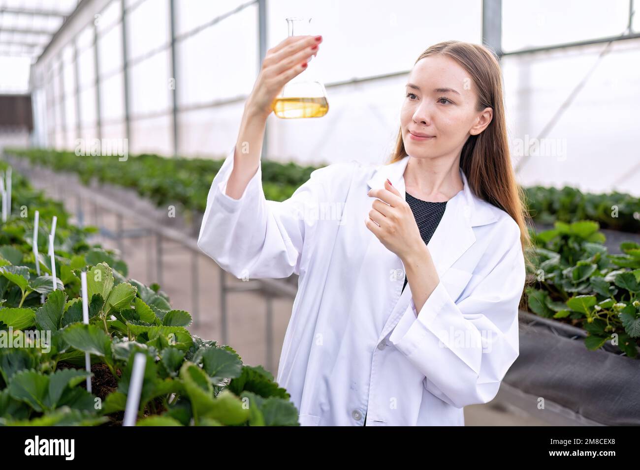 Fruit researcher in greenhouse hydroponic farming test natural liquid ...