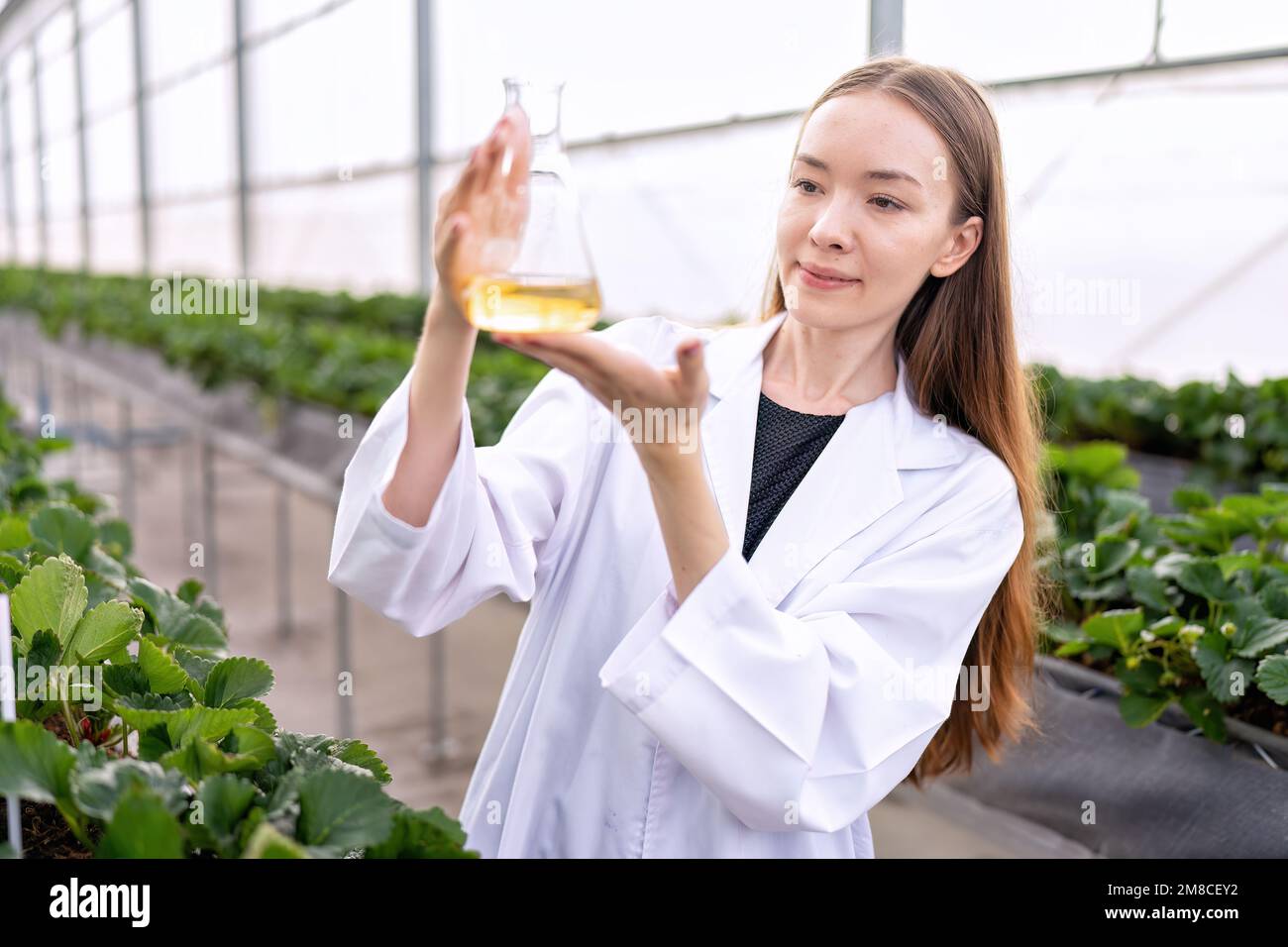Fruit researcher in greenhouse hydroponic farming test natural liquid ...