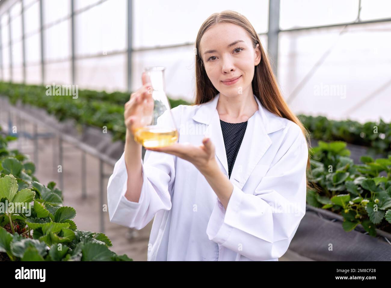 Fruit researcher in greenhouse hydroponic farming test natural liquid ...