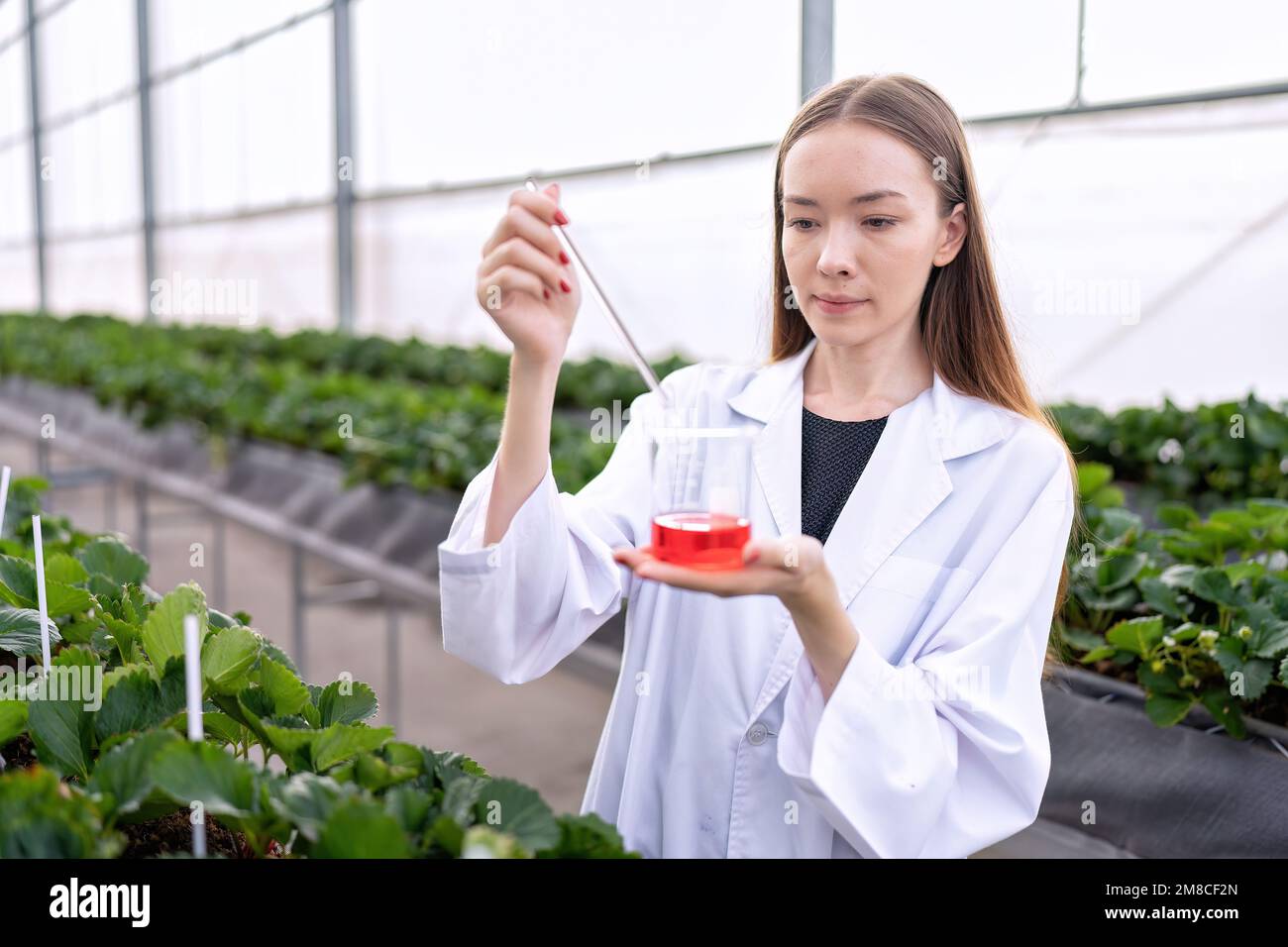 Fruit researcher in greenhouse hydroponic farming test natural liquid ...