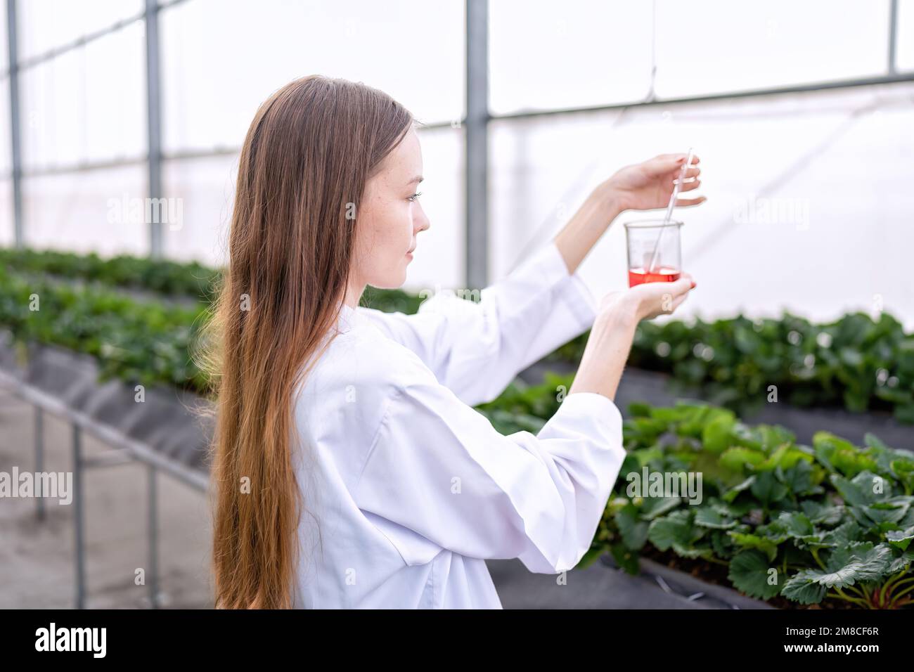 Fruit researcher in greenhouse hydroponic farming test natural liquid ...