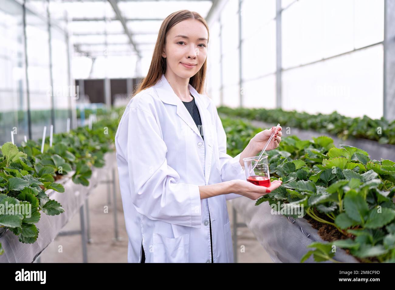 Fruit researcher in greenhouse hydroponic farming test natural liquid ...