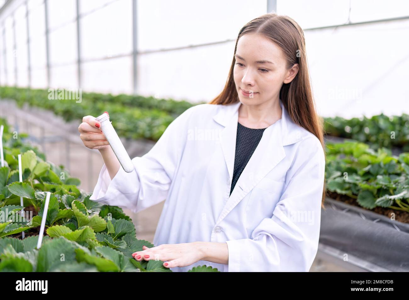 Fruit researcher in greenhouse hydroponic farming test natural ...