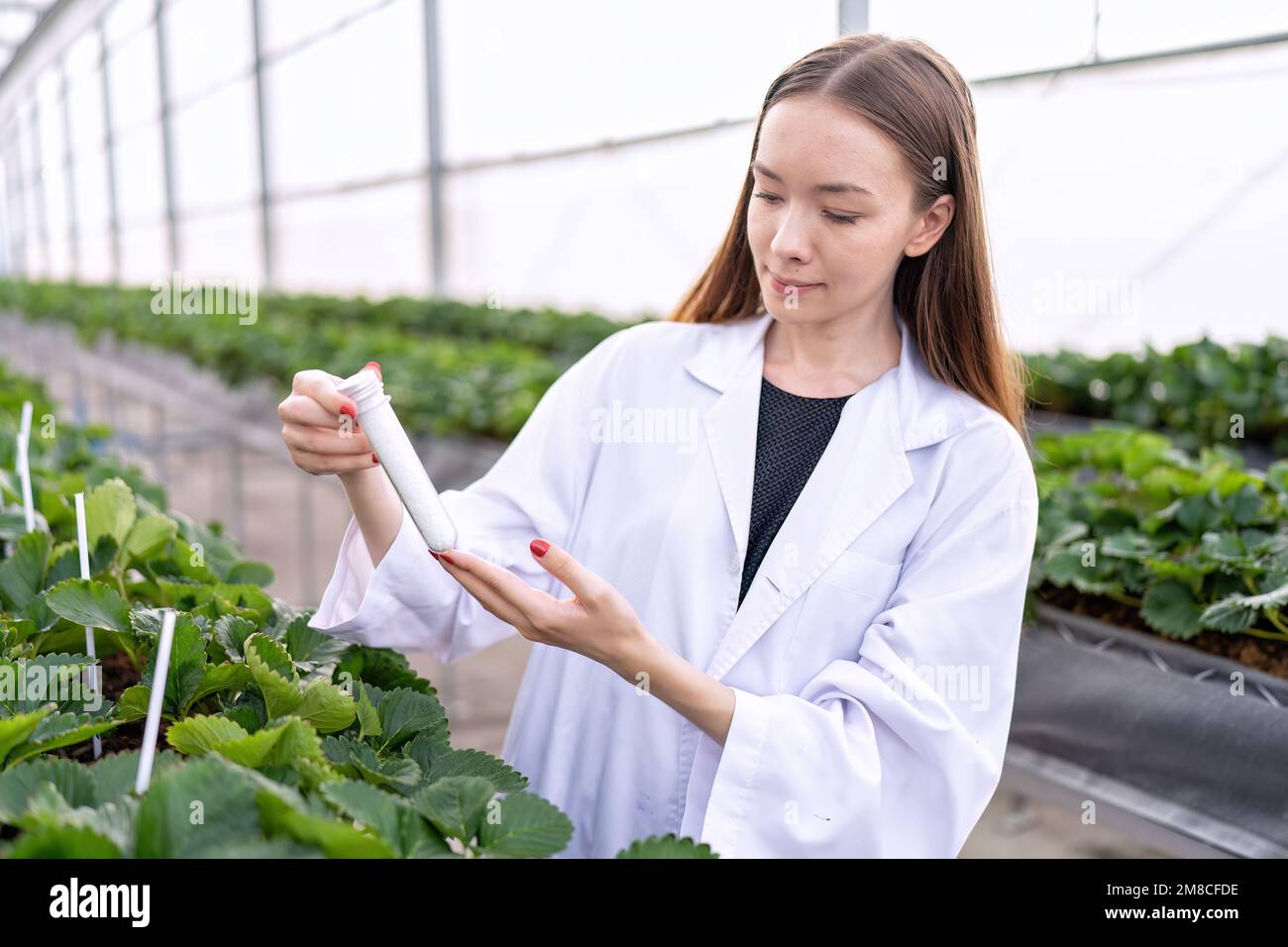 Fruit researcher in greenhouse hydroponic farming test natural ...