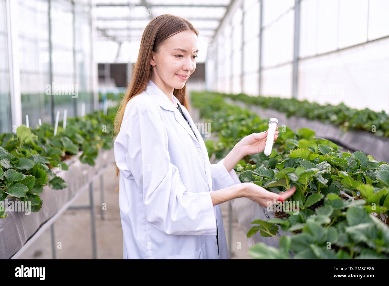 Fruit researcher in greenhouse hydroponic farming test natural ...