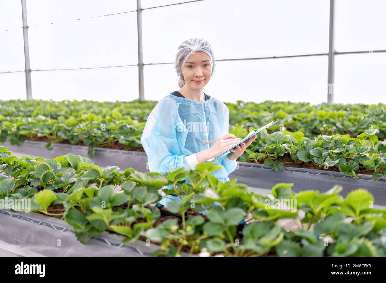 Fruit researcher in high tech greenhouse hydroponic farming monitor the ...