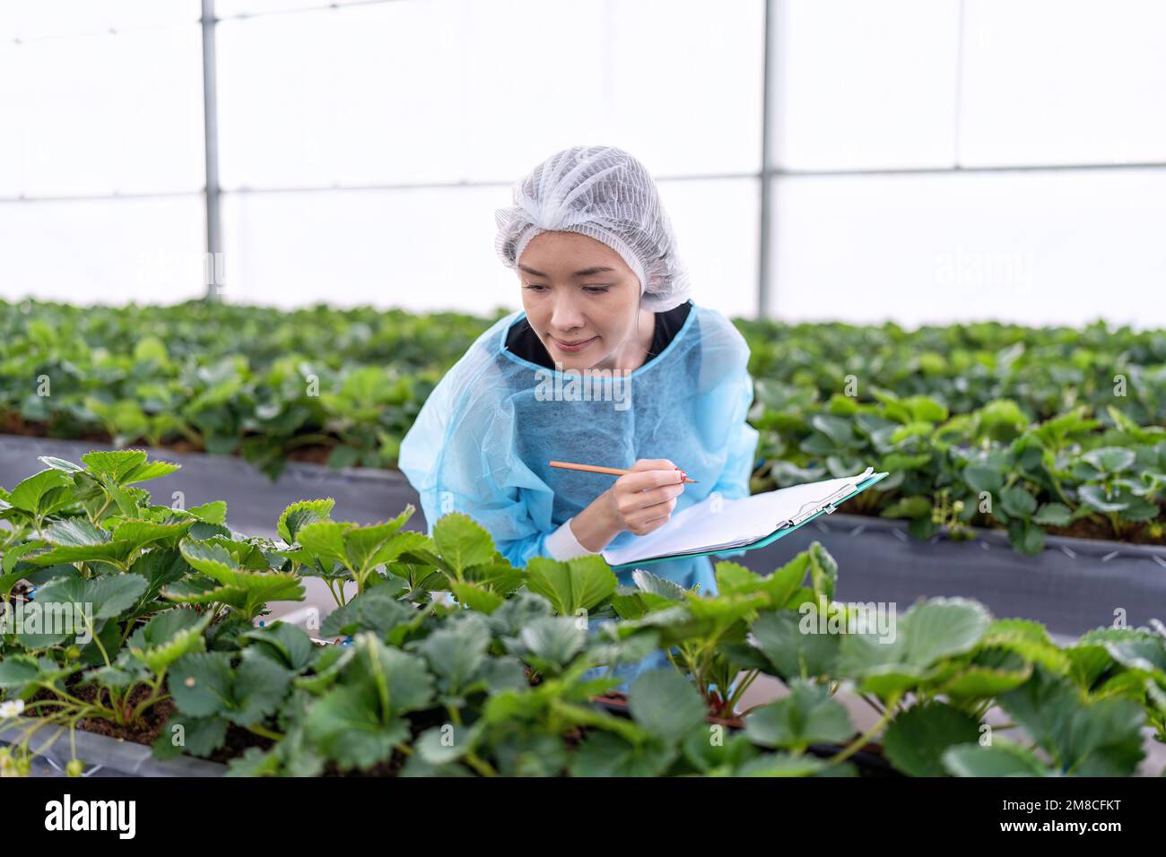 Fruit researcher in high tech greenhouse hydroponic farming monitor the ...