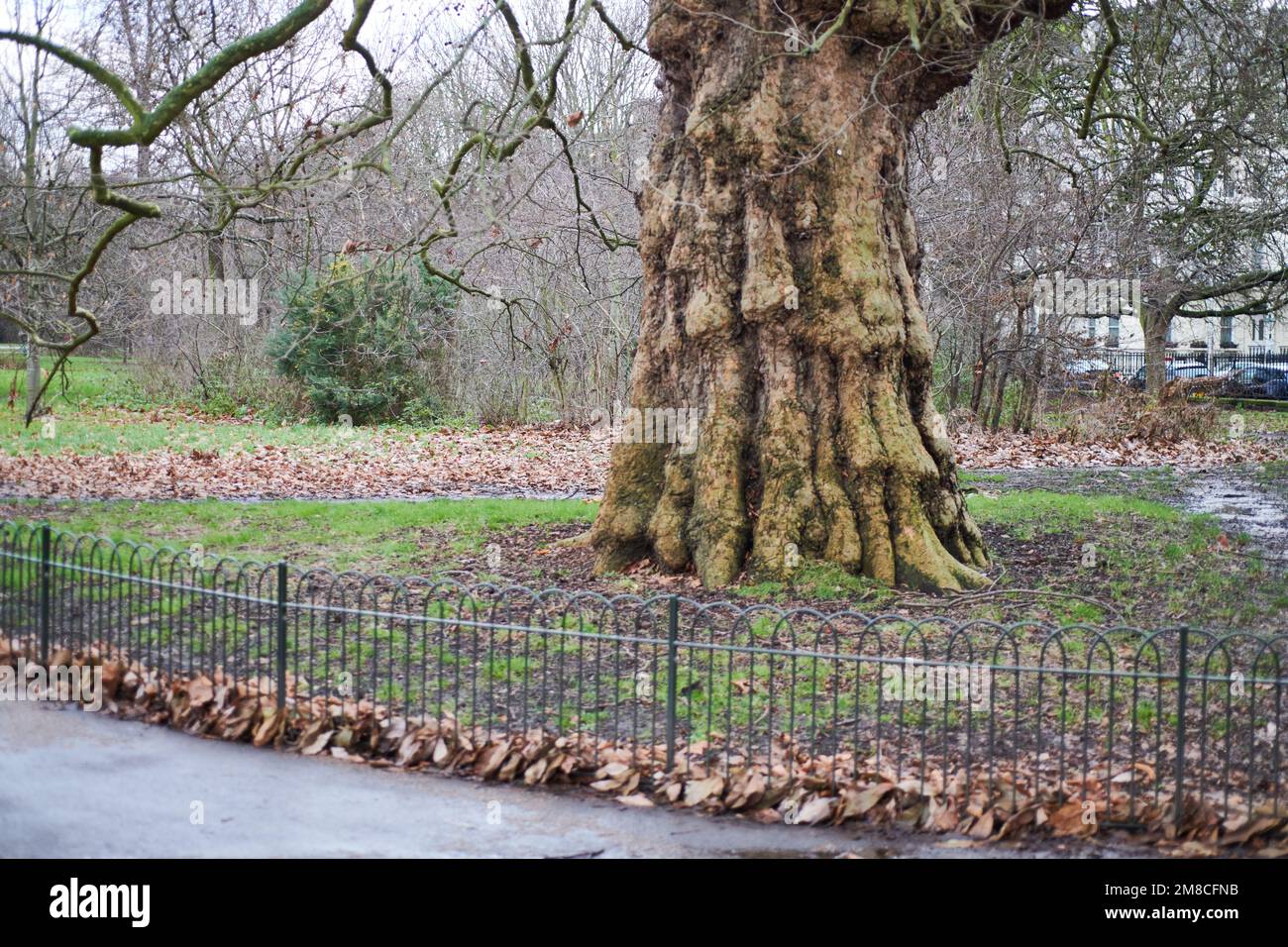 An old tree in Kensington Gardens park in the city centre of London ...