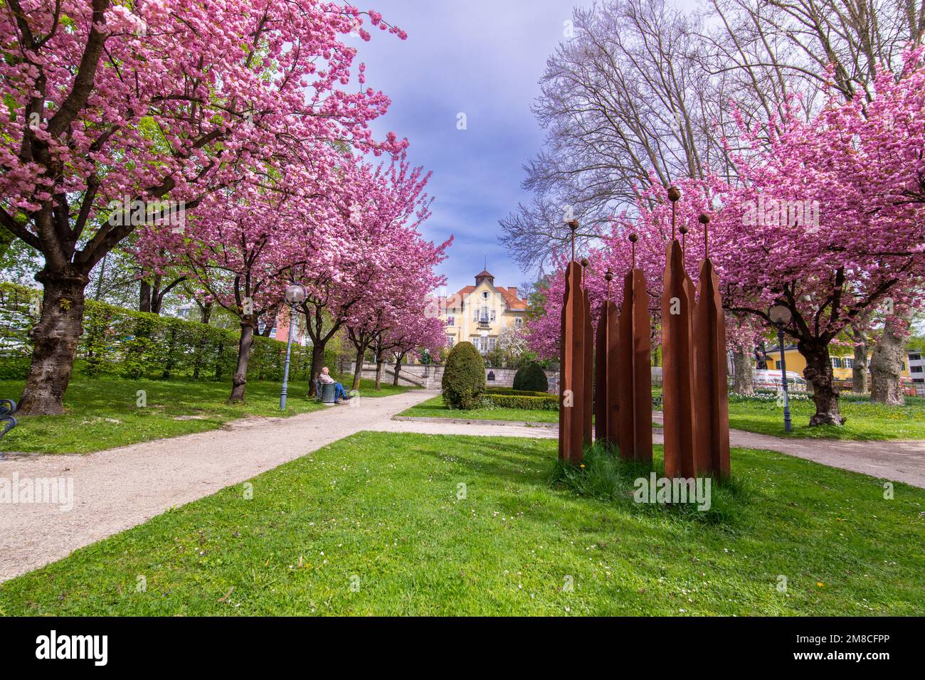 Anime Cherry Blossom Flower