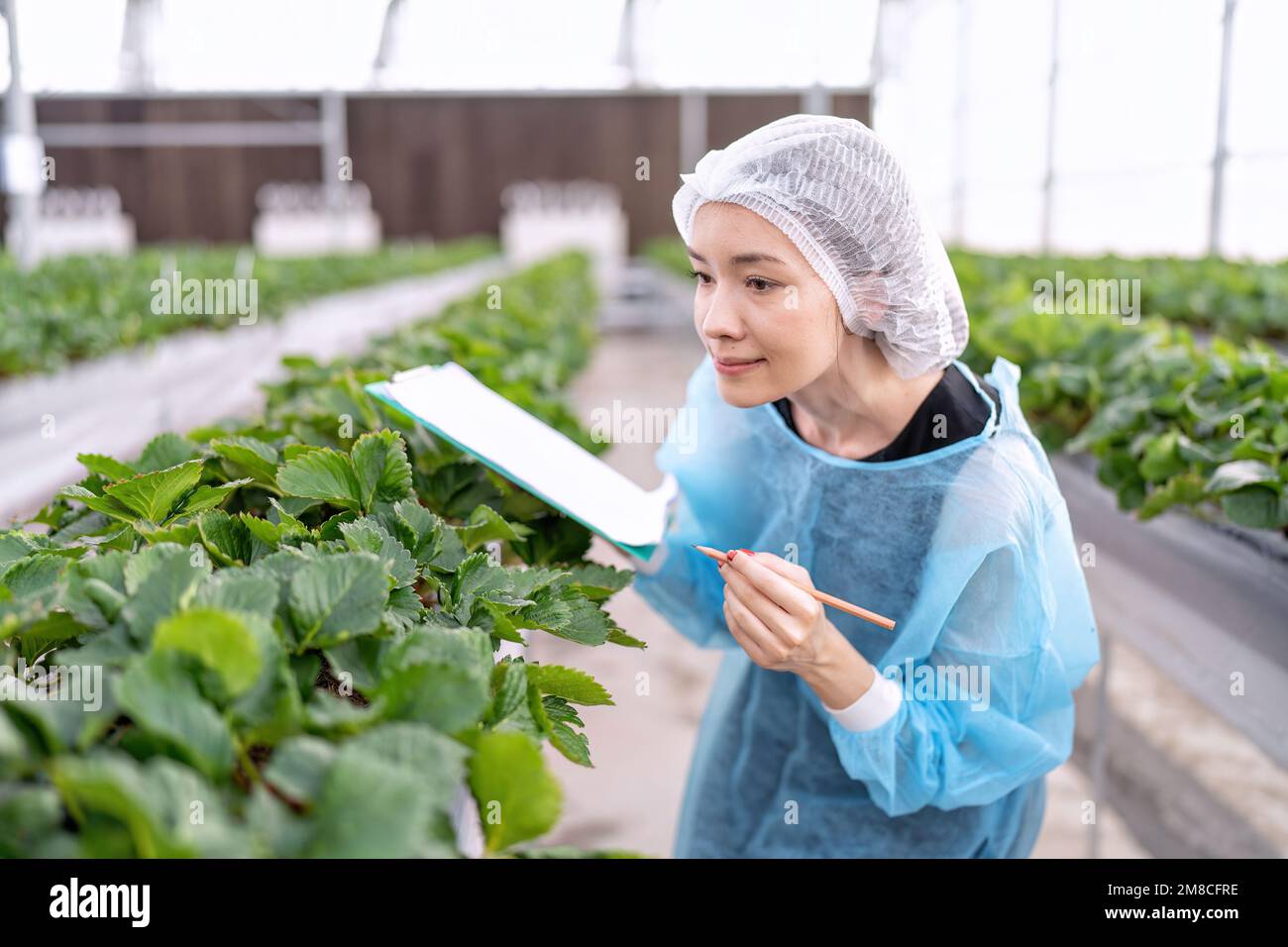 Fruit researcher in high tech greenhouse hydroponic farming monitor the ...