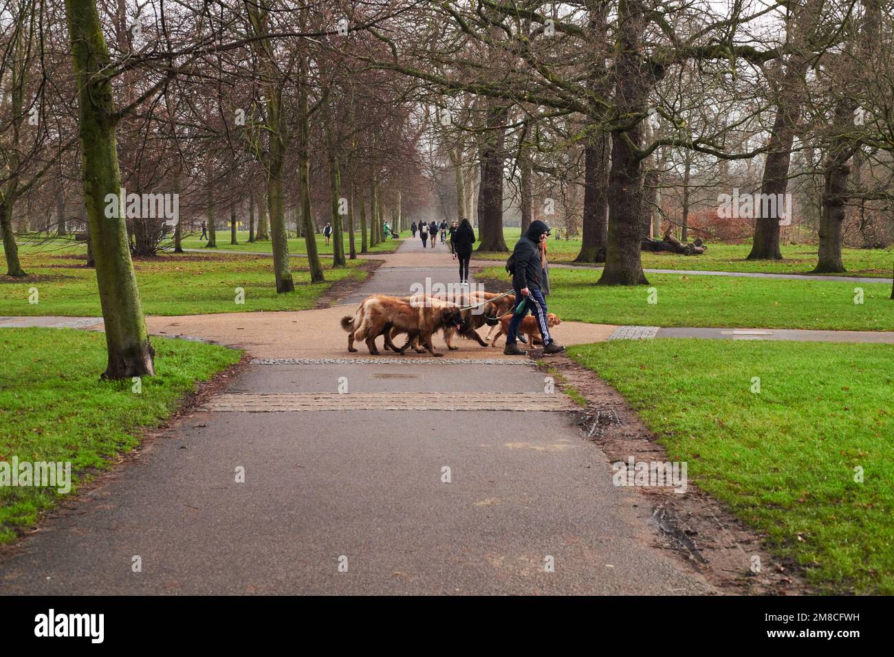 People walking dogs in Kensington Gardens park in the city centre of ...