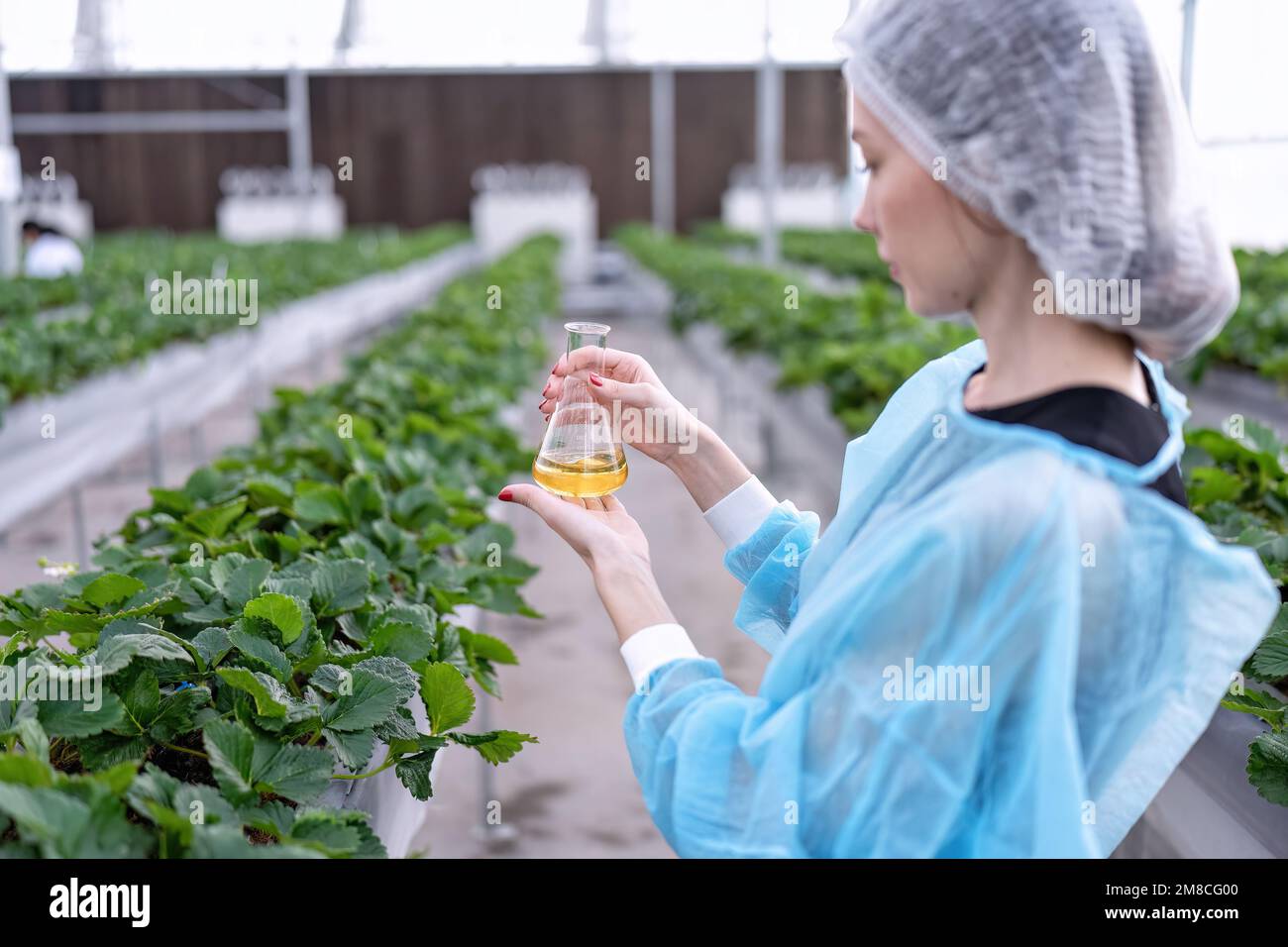 Fruit researcher in greenhouse hydroponic farming test natural liquid ...