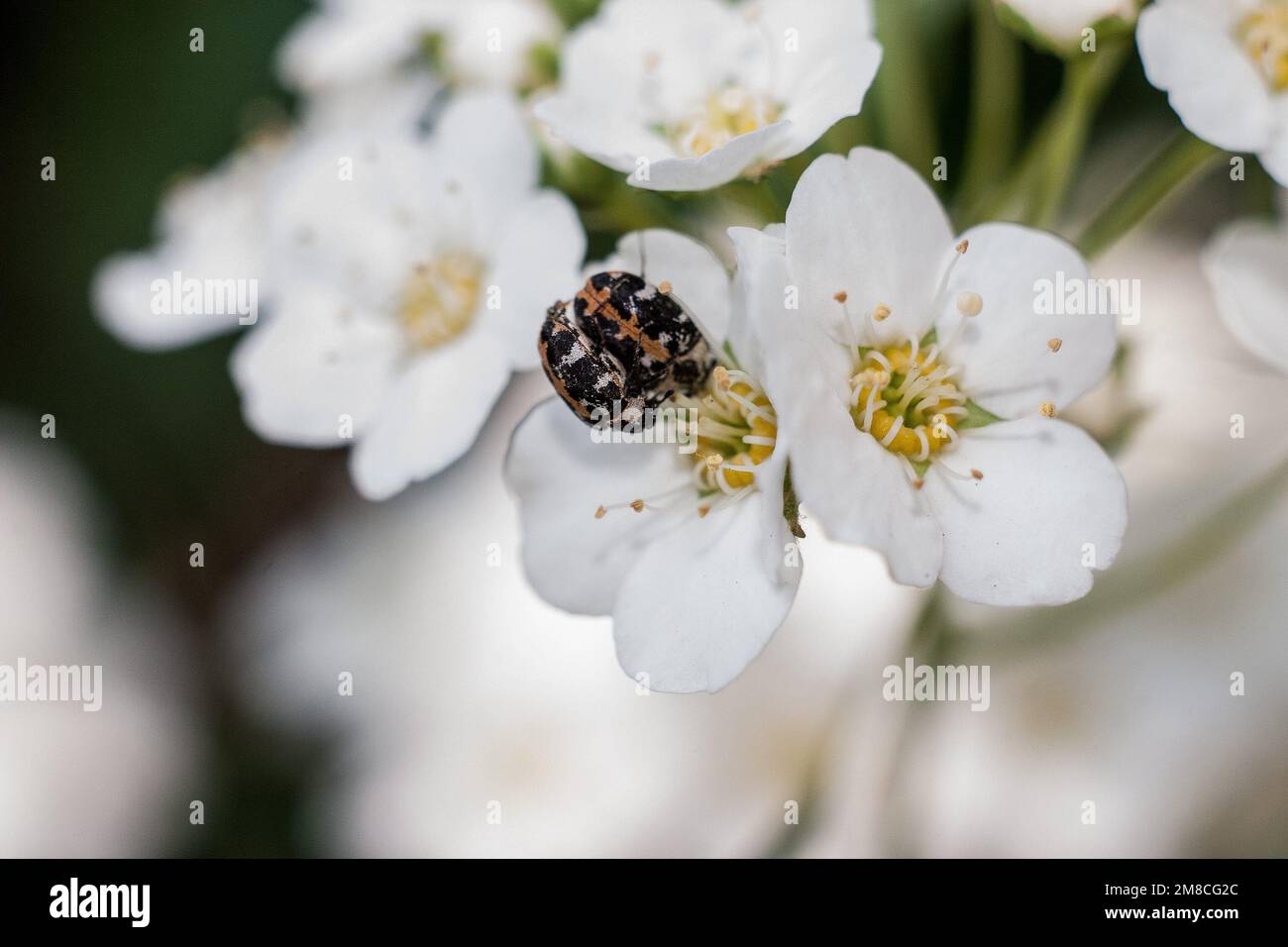Closeup photo of some Van Houtte'S Meadowsweet flowers with two bugs ...