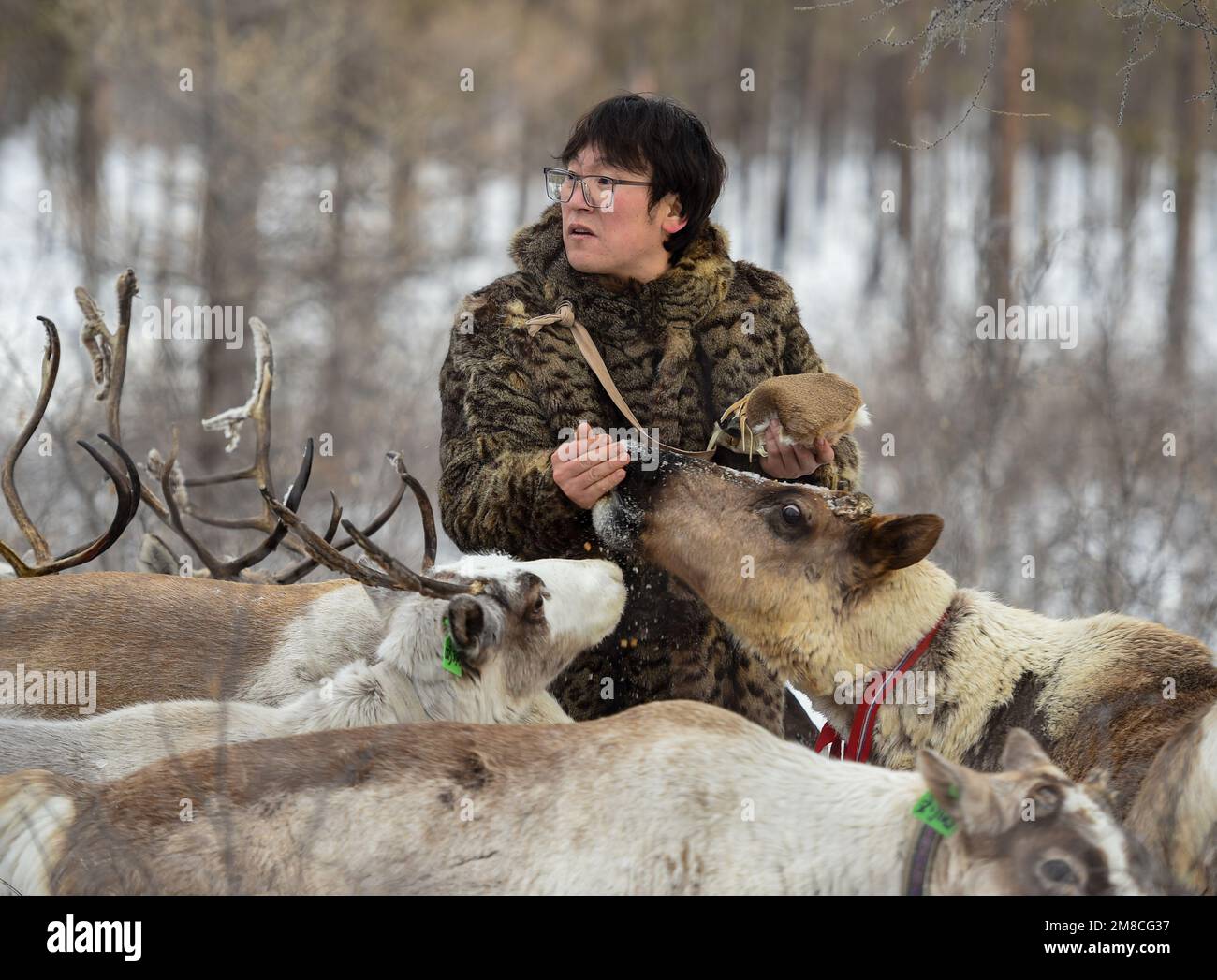 GENHE, Jan. 13, 2023 (Xinhua) -- Juele feeds his reindeer at the Jinhe ...