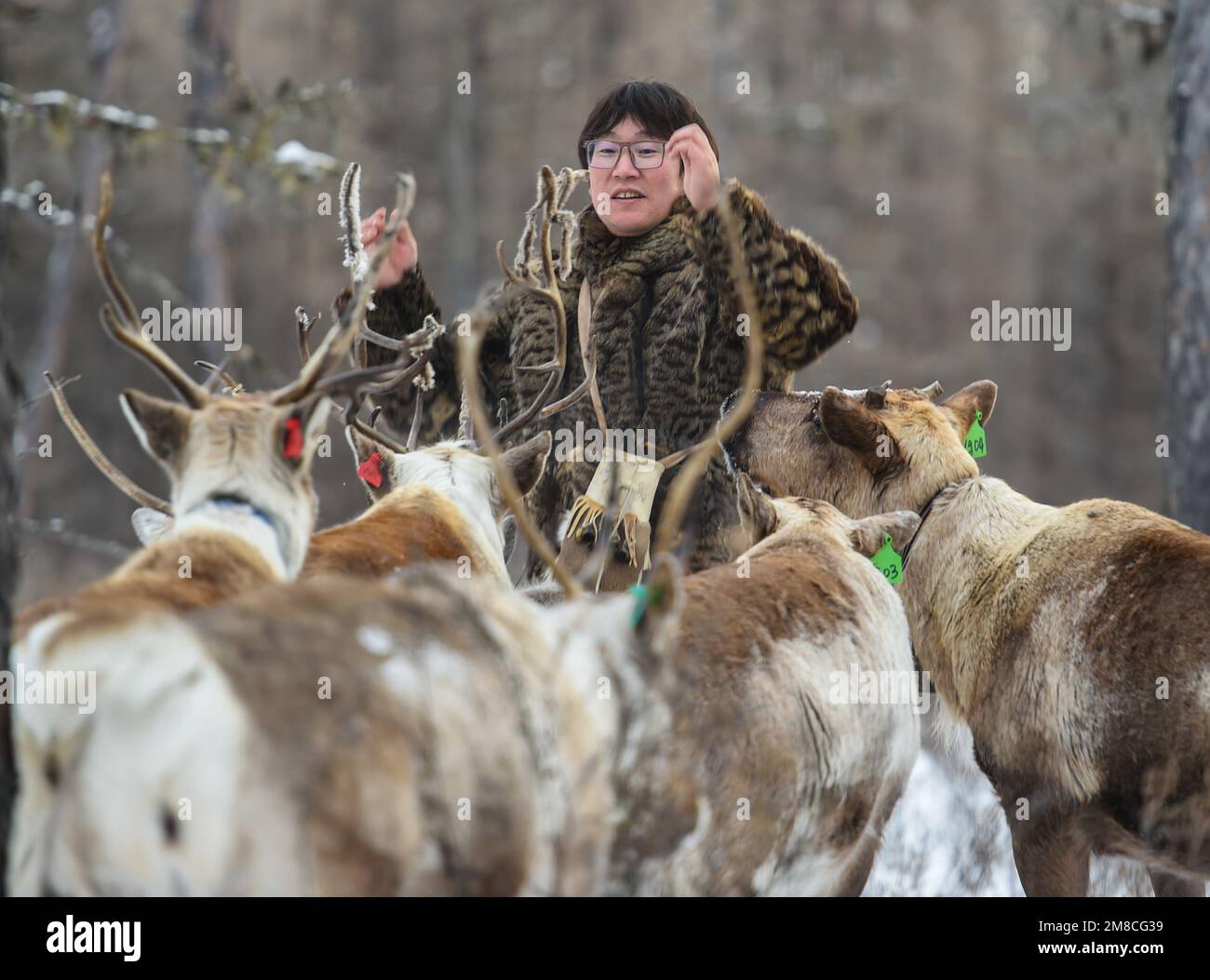 GENHE, Jan. 13, 2023 (Xinhua) -- Juele feeds his reindeer at the Jinhe ...